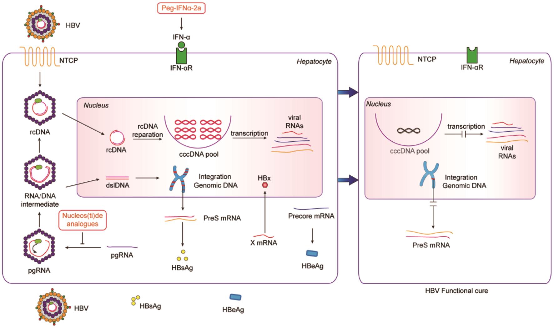 Reduction in Intrahepatic cccDNA and Integration of HBV in Chronic ...