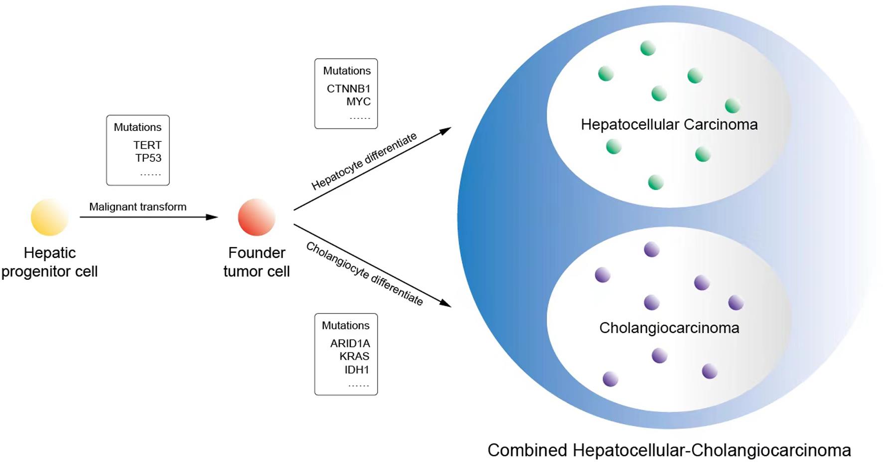 Update on the Diagnosis and Treatment of Combined Hepatocellular Cholangiocarcinoma