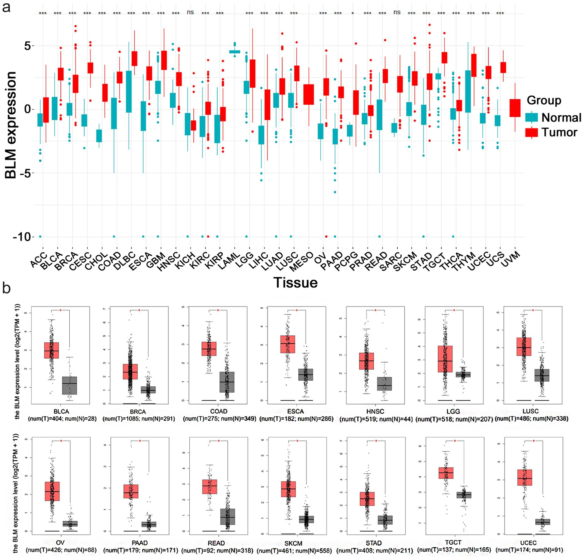 Aberrant Expression of BLM Correlates with Malignant Progression and ...