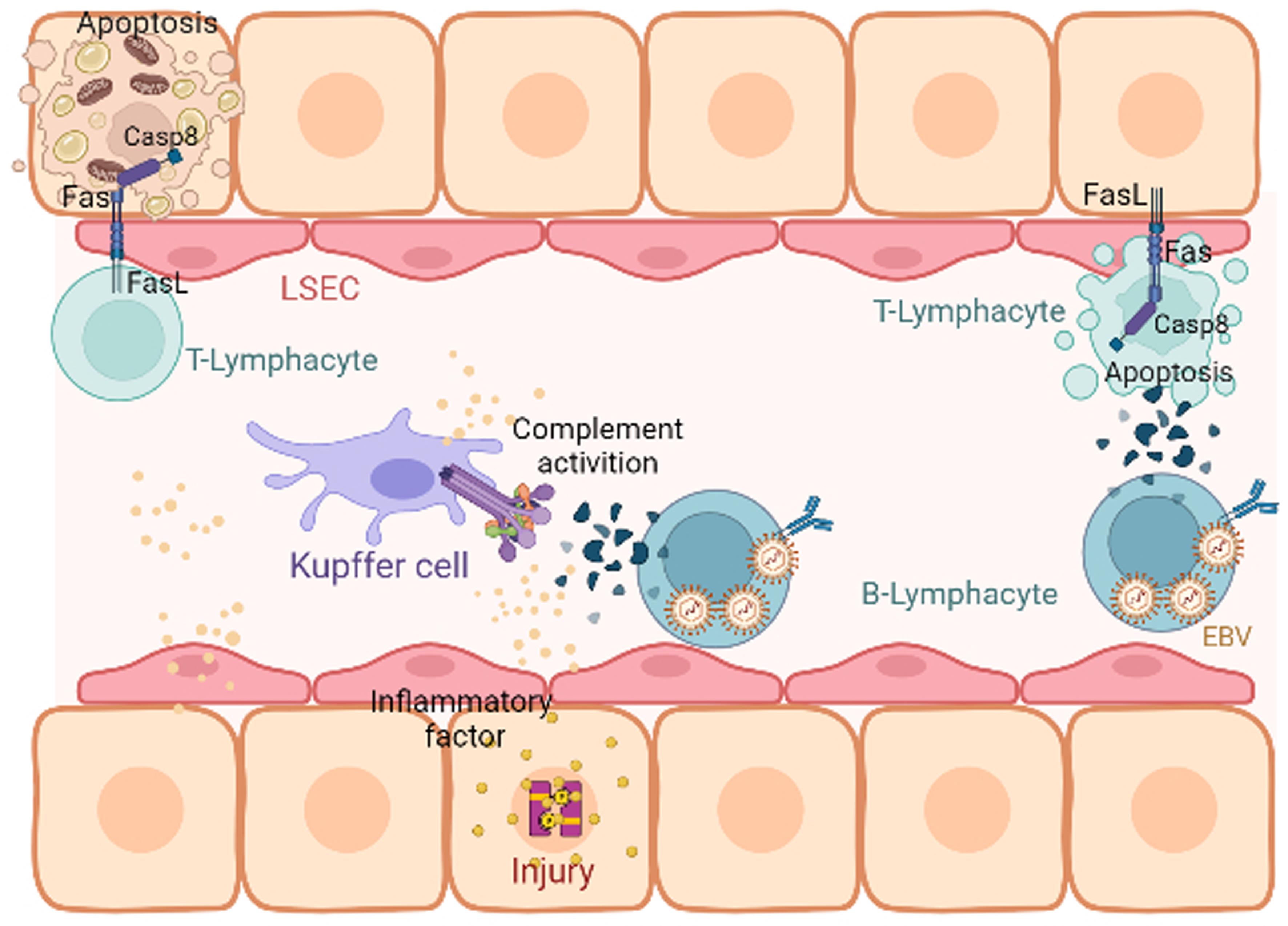 Fas/FasL and Complement Activation are Associated with Chronic Active ...
