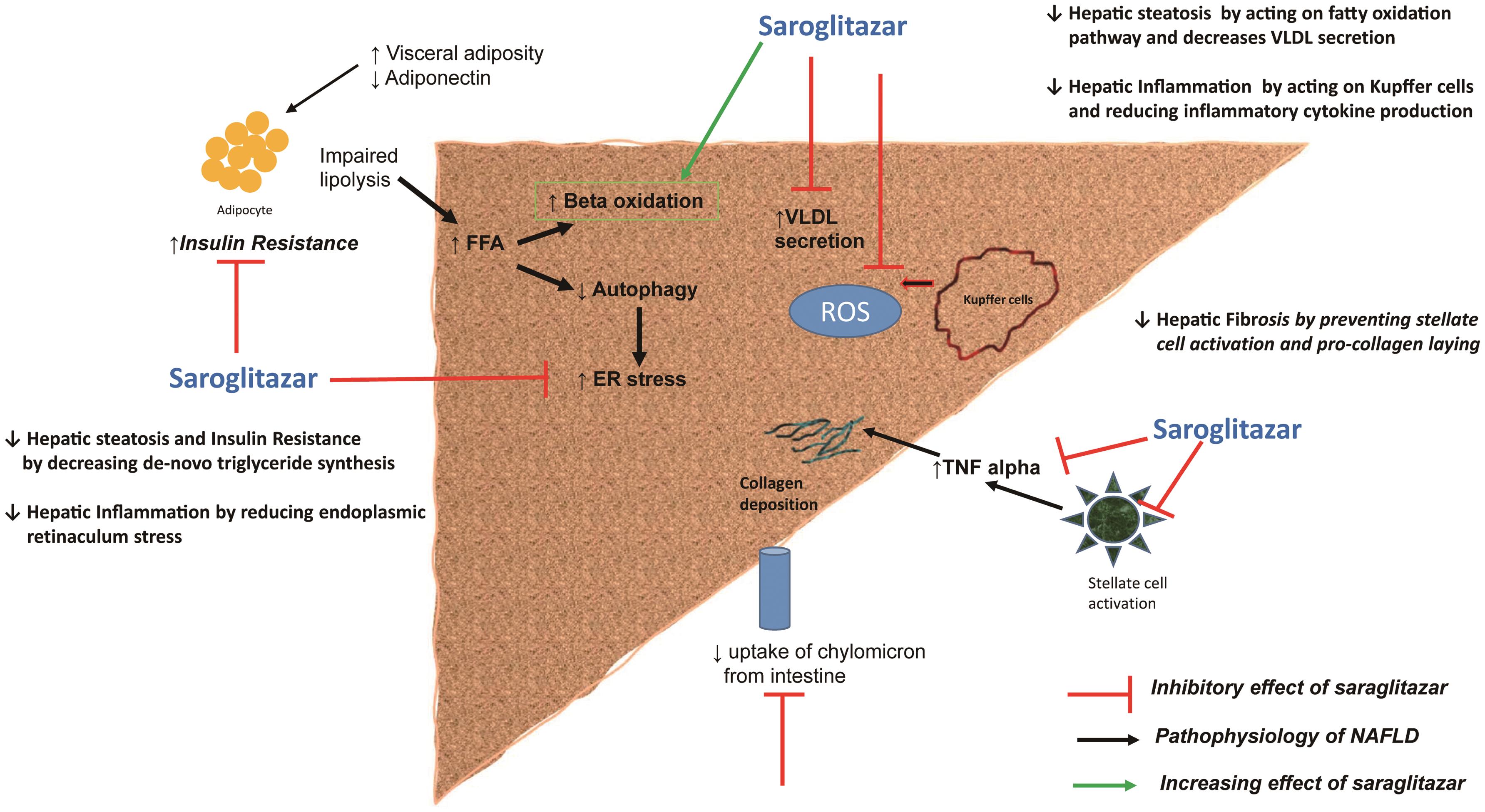 Drugs for Non-alcoholic Steatohepatitis (NASH): Quest for the Holy Grail