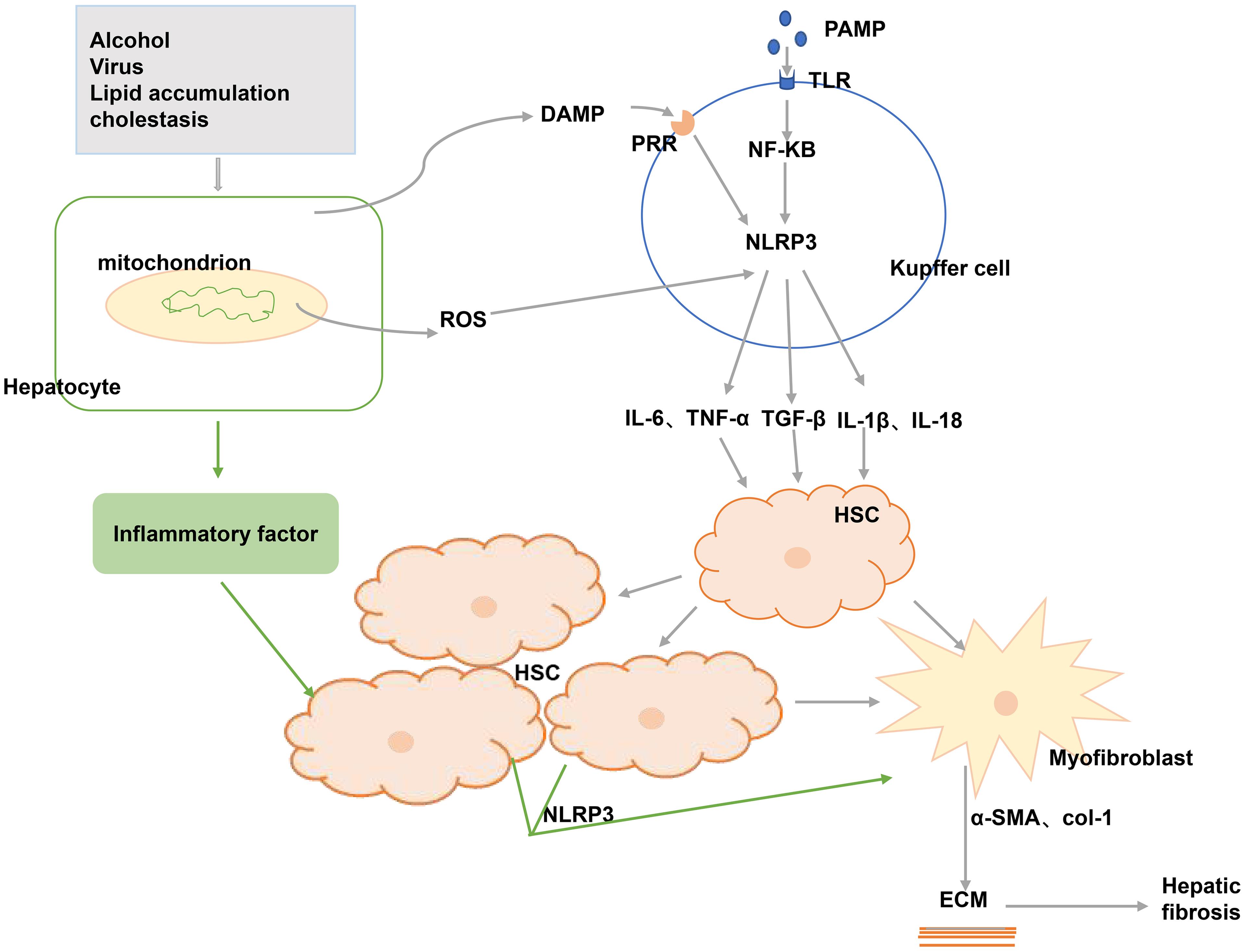 Progress in the Correlation Between Inflammasome NLRP3 and Liver Fibrosis