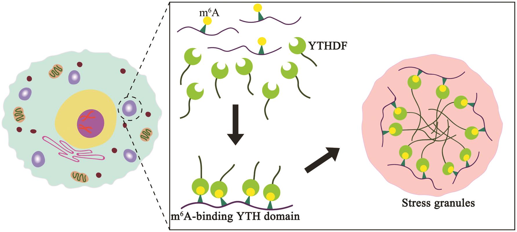 Role of Epigenetic Modification of N 6 -methyladenosine in Phase Separation