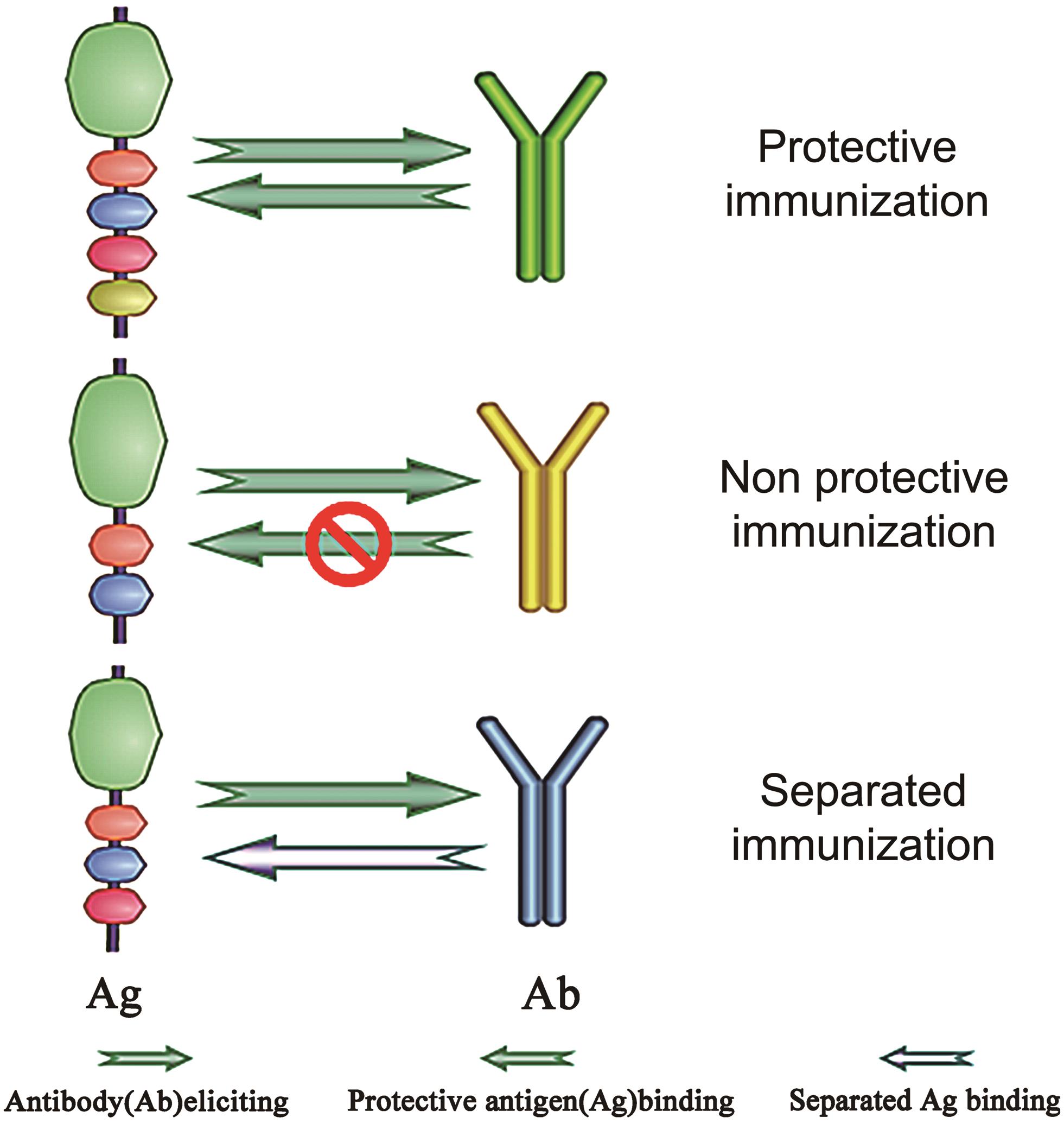 Three Immunity Statuses against Viral Infections in Human
