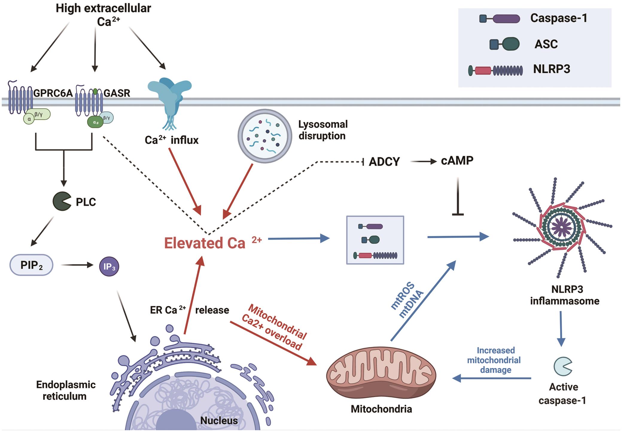 P2X7 Receptor in Alcoholic Steatohepatitis and Alcoholic Liver Fibrosis