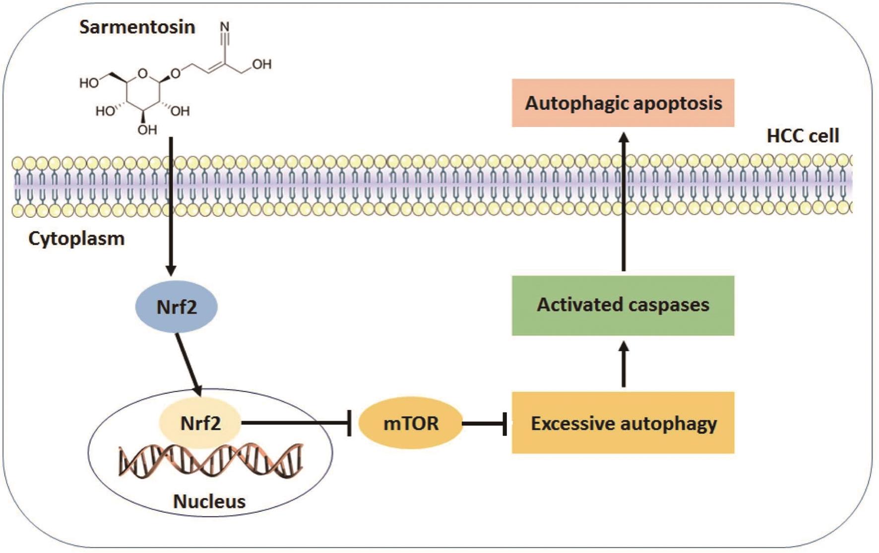 Sarmentosin Induces Autophagy-dependent Apoptosis via Activation of ...