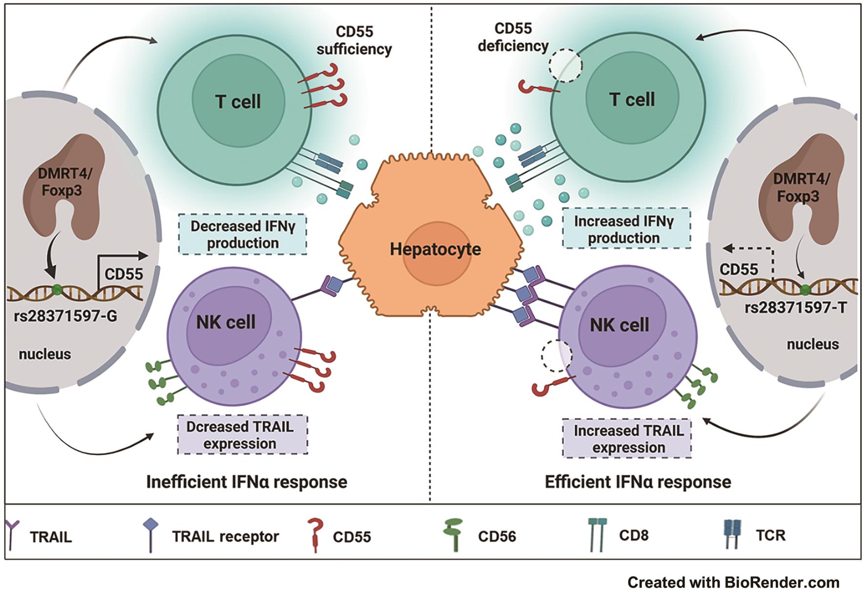 CD55 Variant Associated with Pegylated-interferon α Therapy Response in ...
