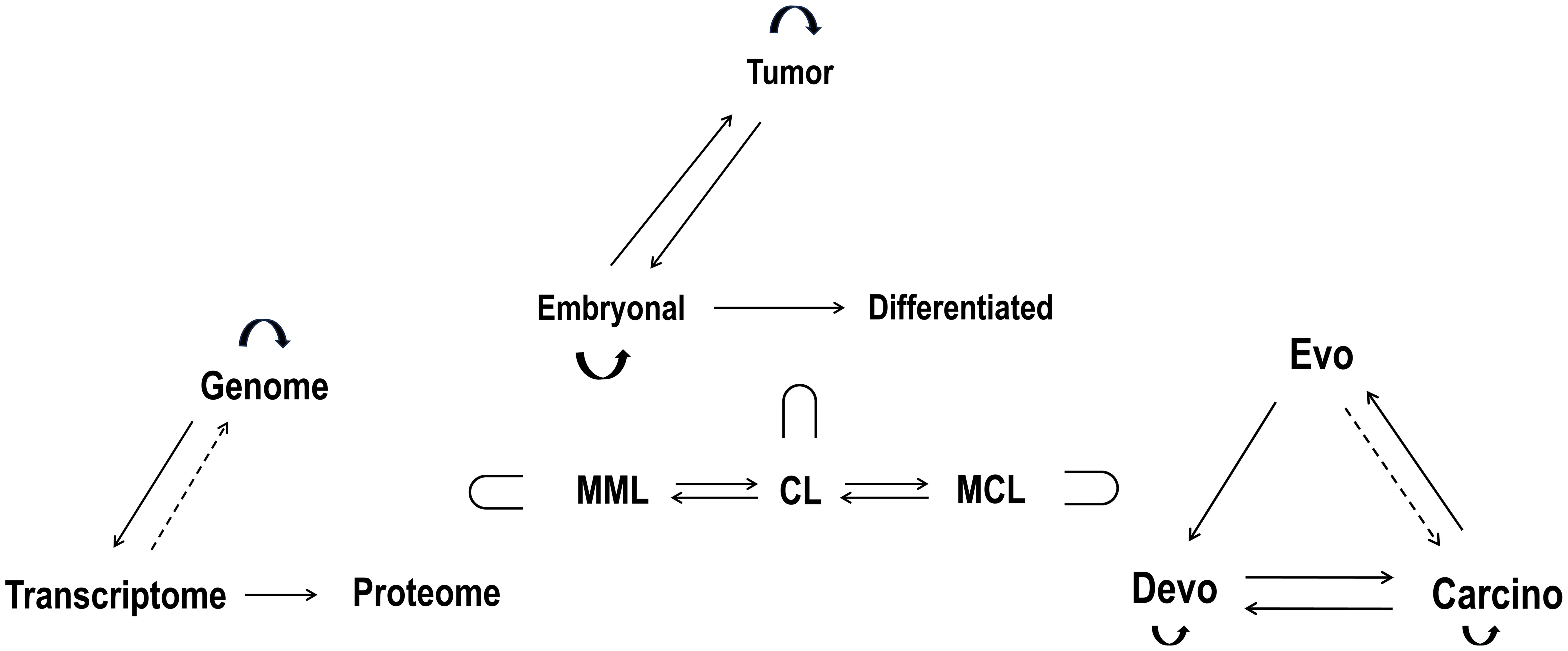 Diagrams Describing the Evolution of Gene Expression, the Emergence of ...