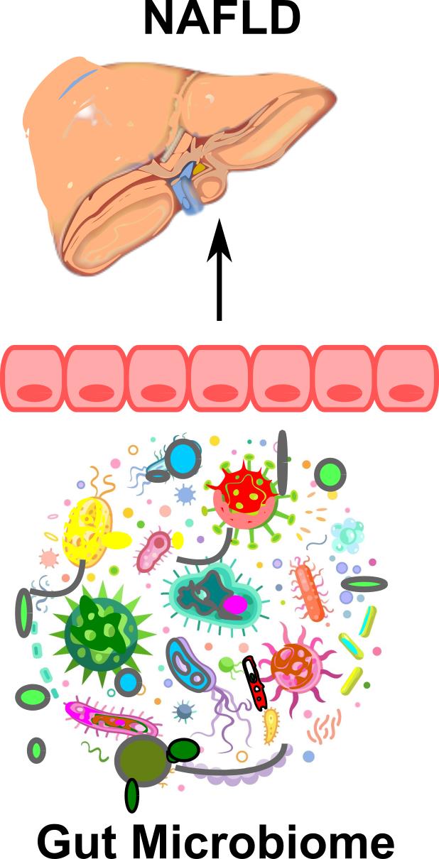 Nonalcoholic Fatty Liver Disease and the Intestinal Microbiome: An ...
