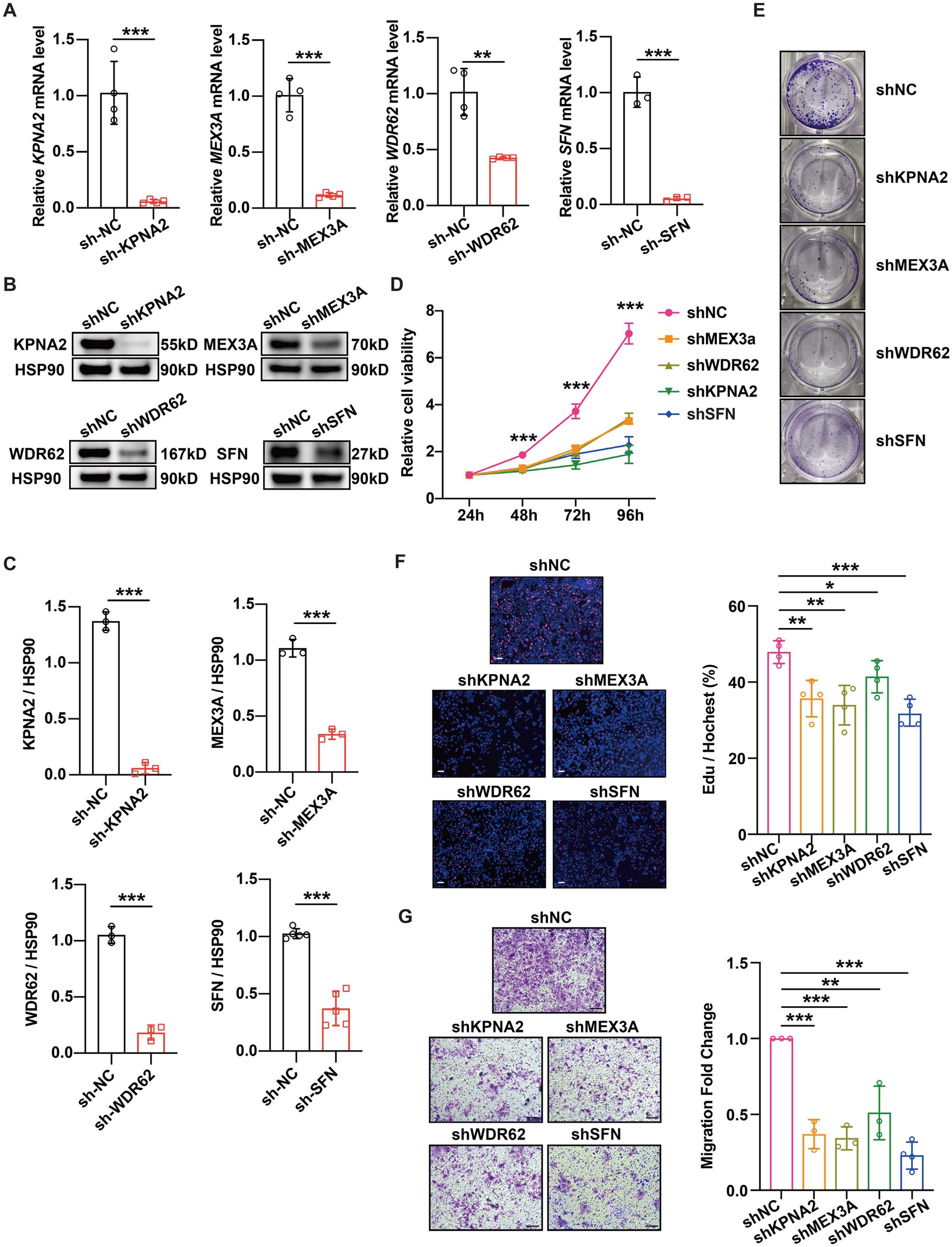Establishment and Validation of a Four-stress Granule-related Gene ...
