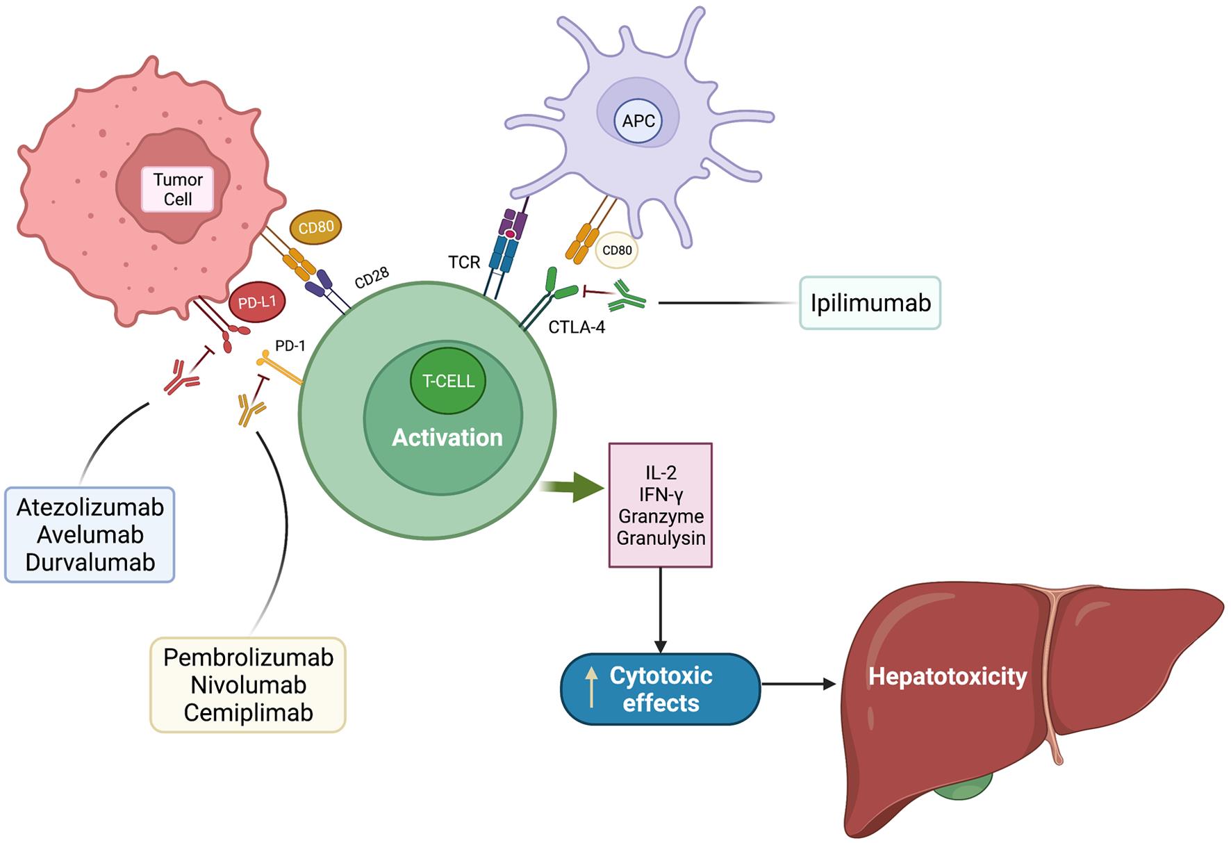 Immunotherapy-induced Hepatotoxicity: A Review