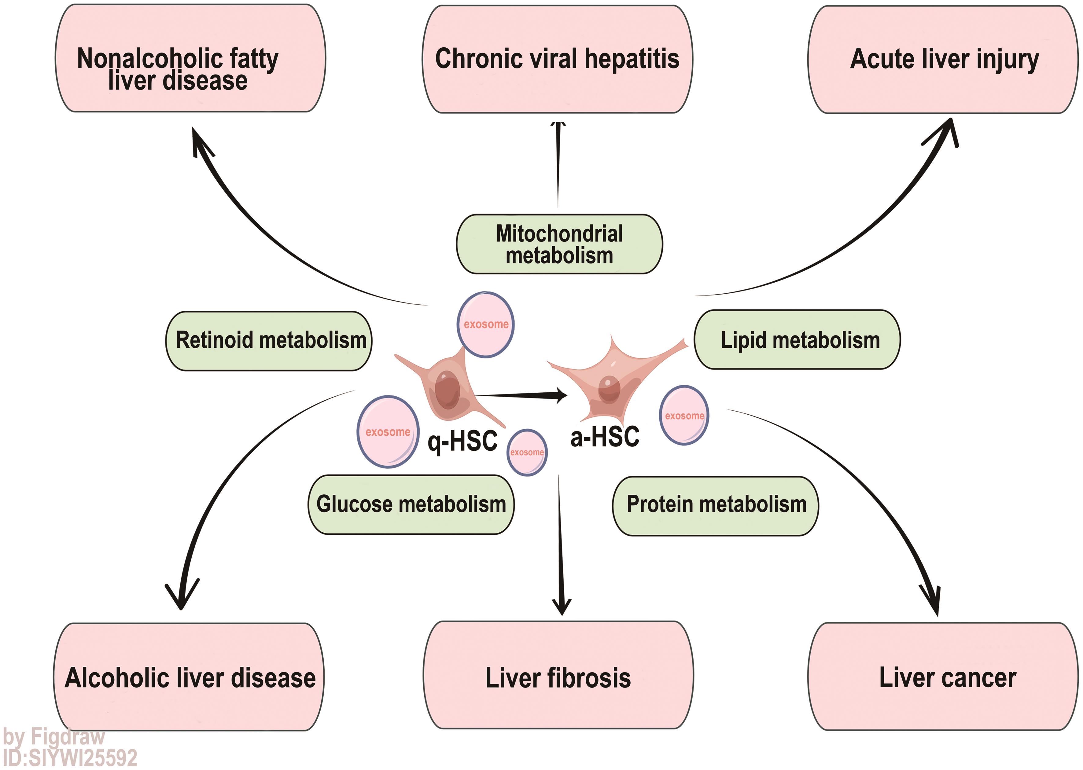 Unraveling the Emerging Niche Role of Hepatic Stellate Cell-derived ...
