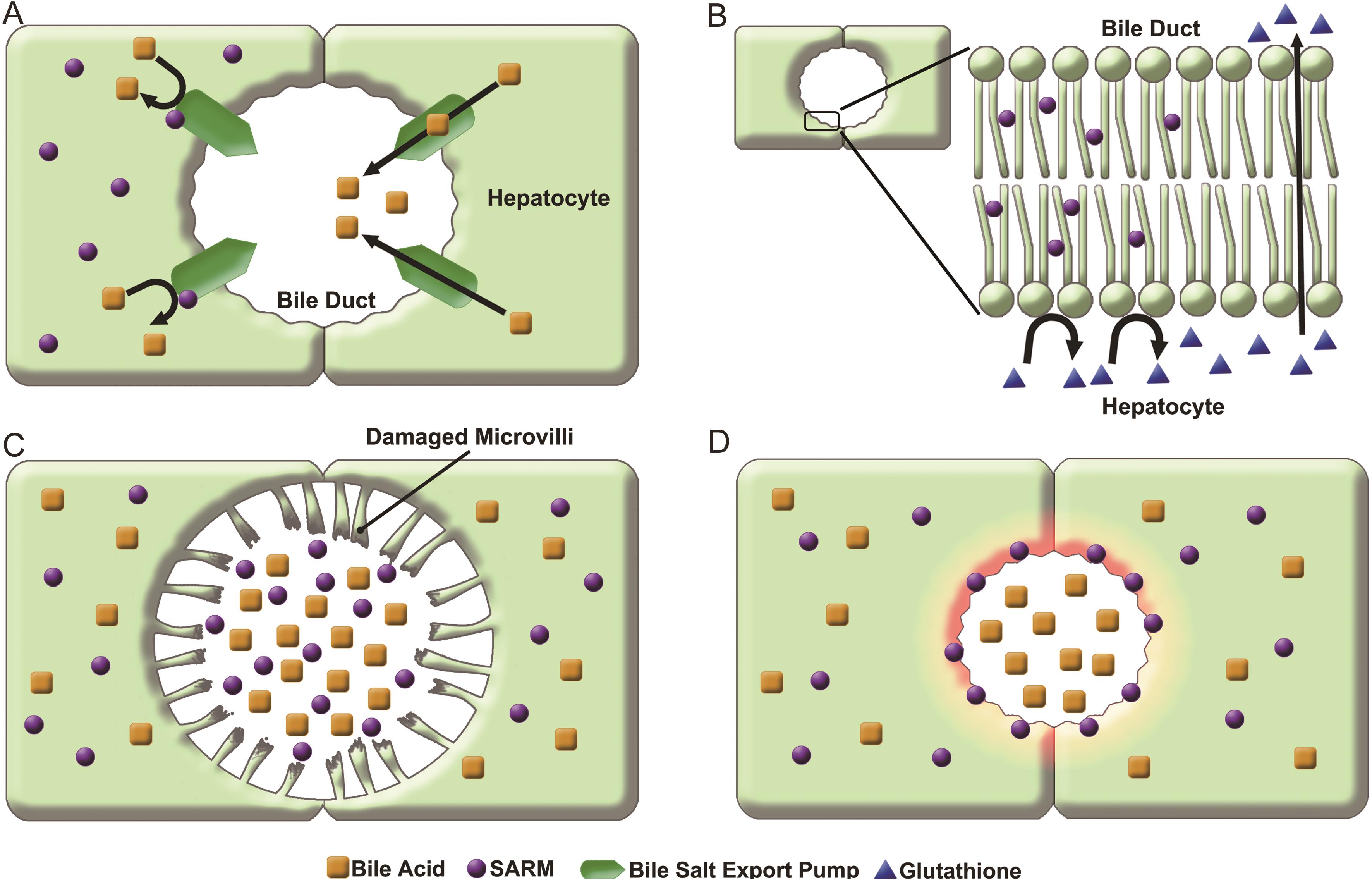 Selective Androgen Receptor Modulators: An Emerging Liver Toxin