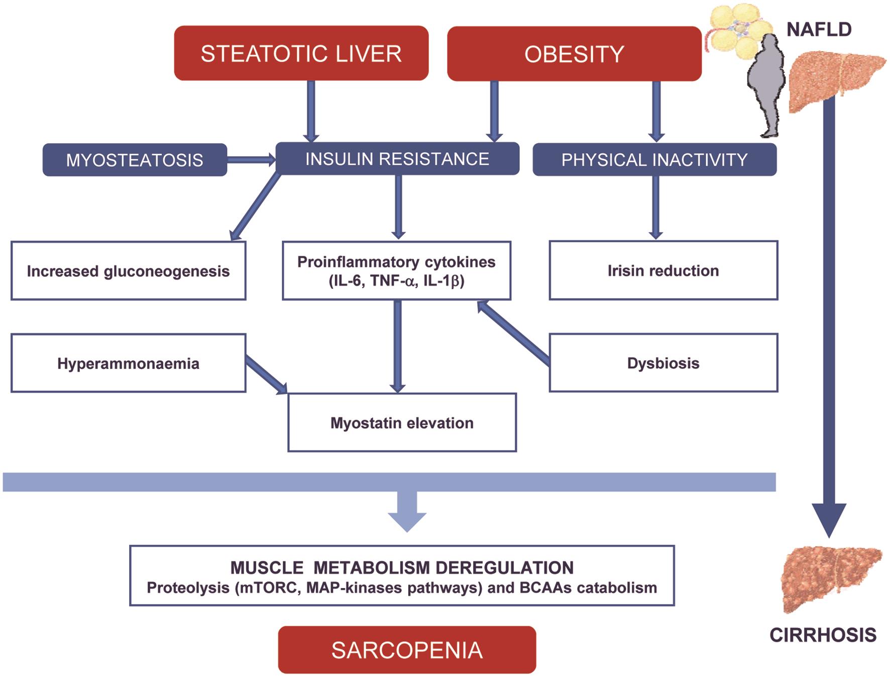 Approaching the Sarcopenic Patient with Nonalcoholic Steatohepatitis ...