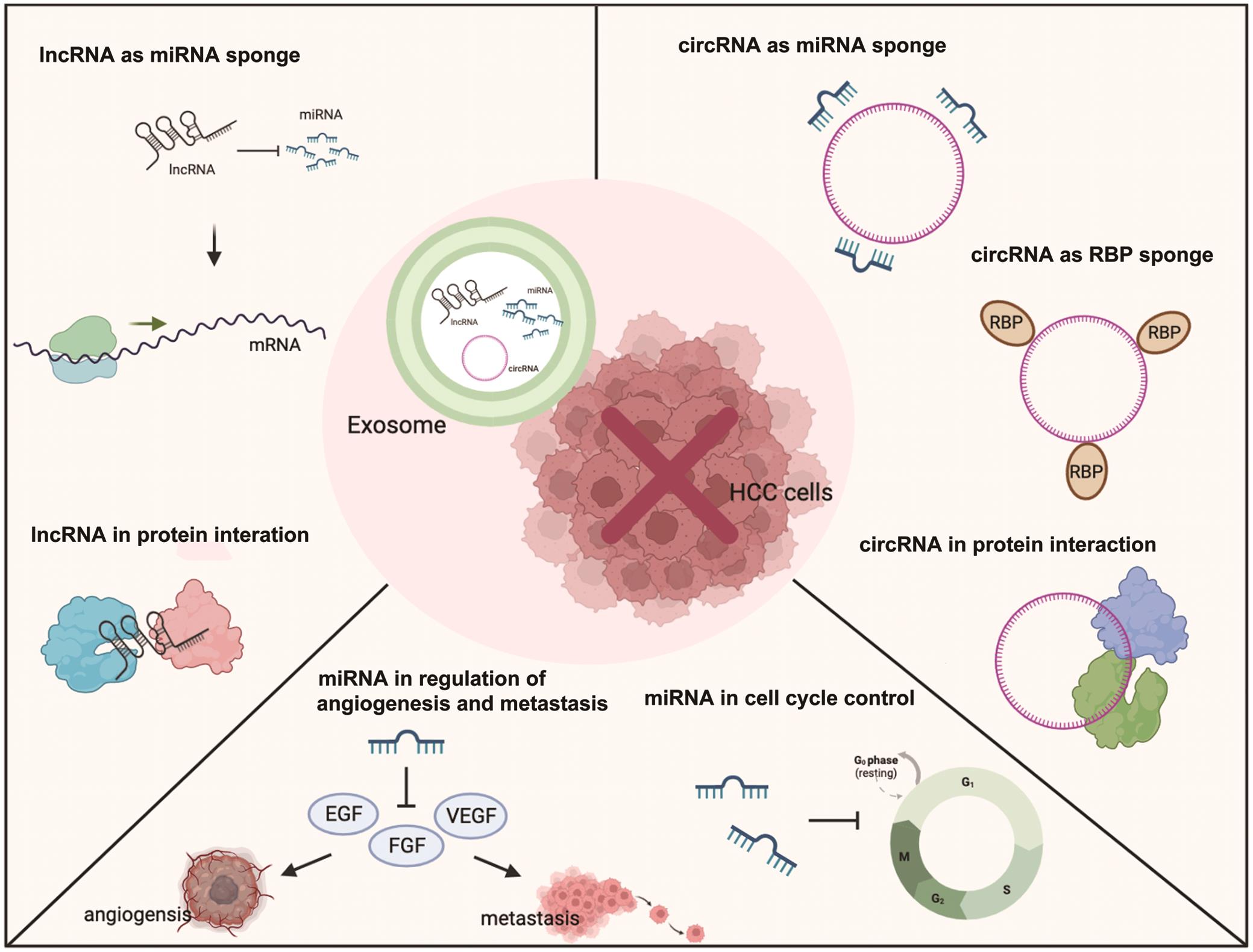 Therapeutic Potential of Extracellular Vesicles as Vehicles to Deliver Druggable Molecules for ...