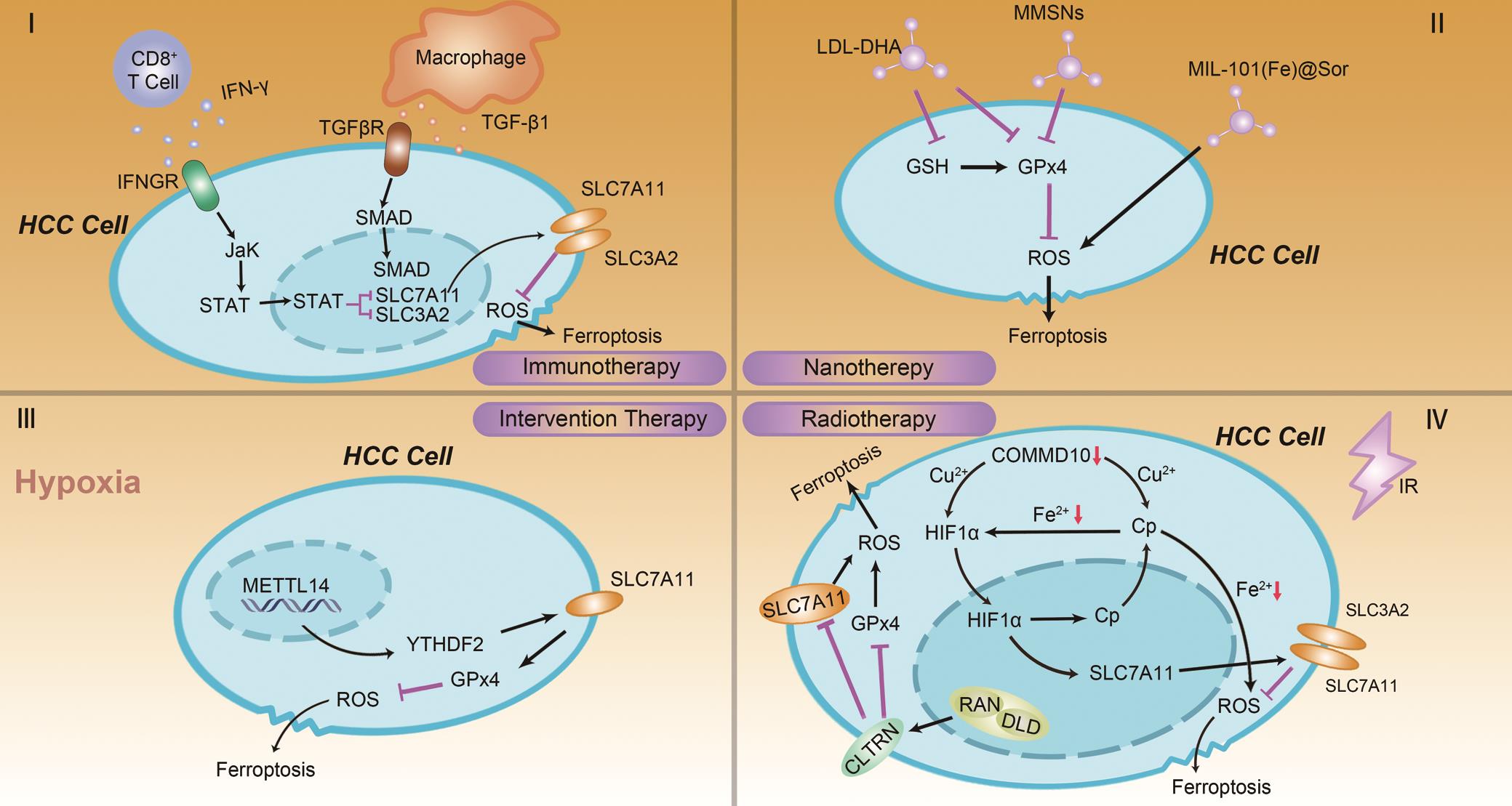 Ferroptosis: From Basic Research to Clinical Therapeutics in ...