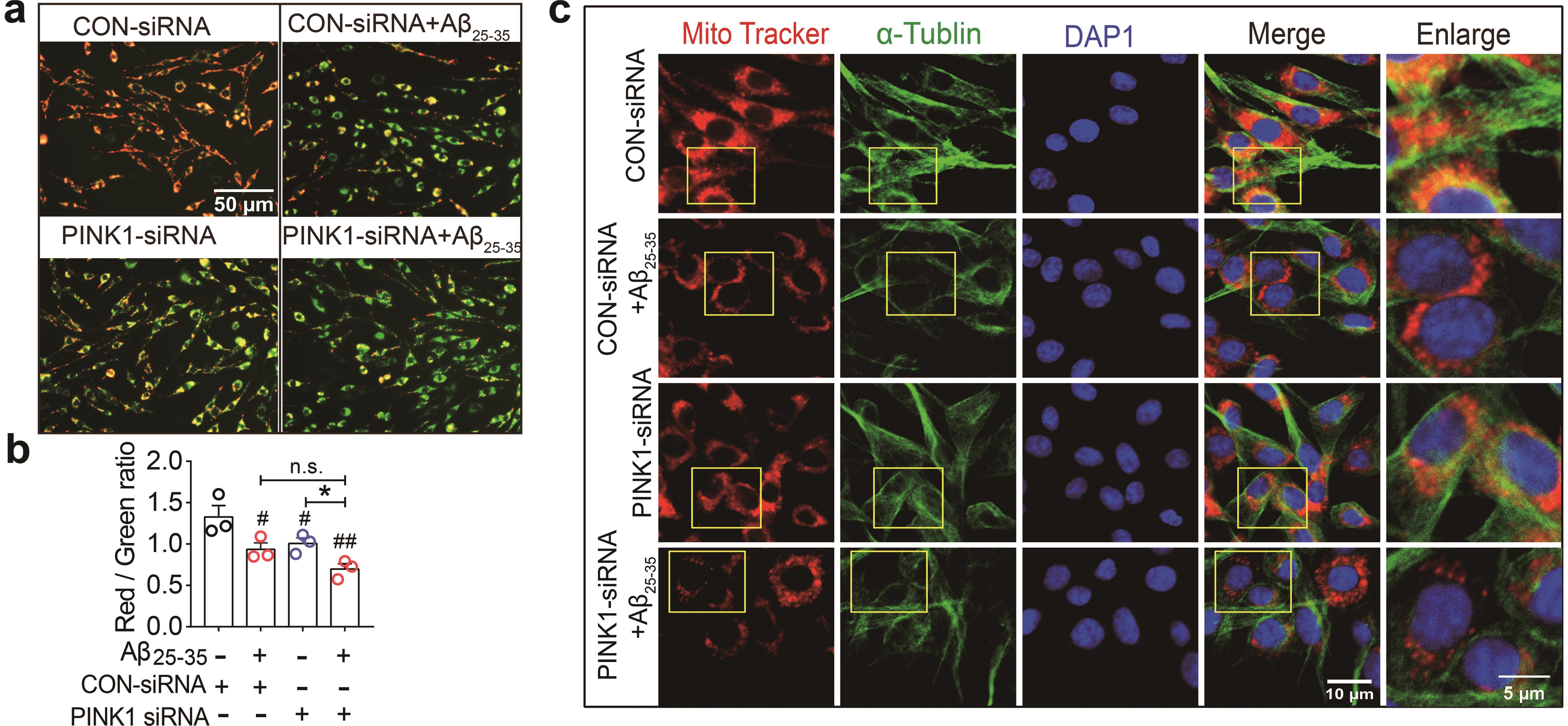 PINK1 Deficiency Aggravates the β-amyloid-attenuated Mitophagy ...