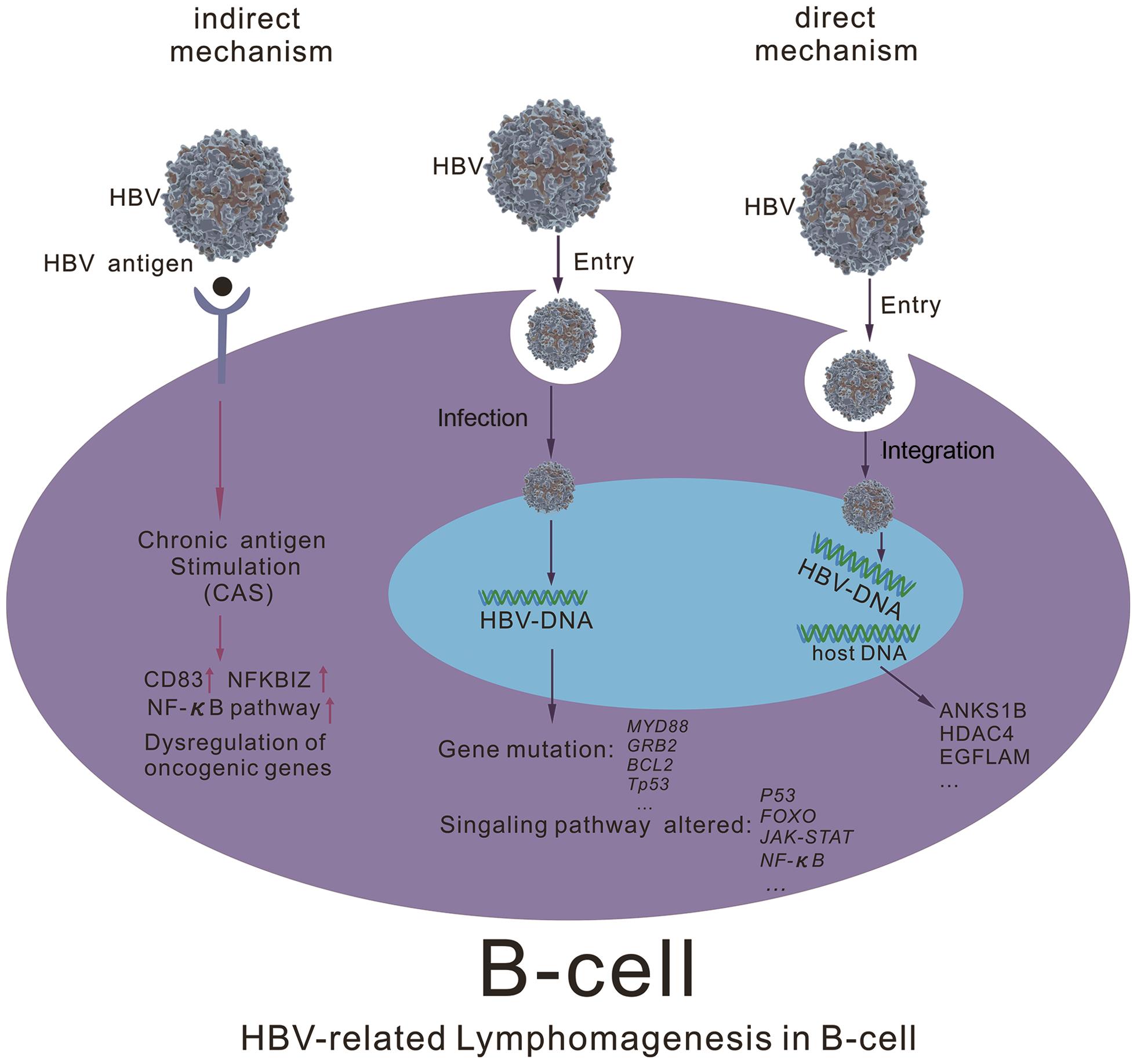 Hepatitis Virus-associated Non-hodgkin Lymphoma: Pathogenesis and Treatment Strategies
