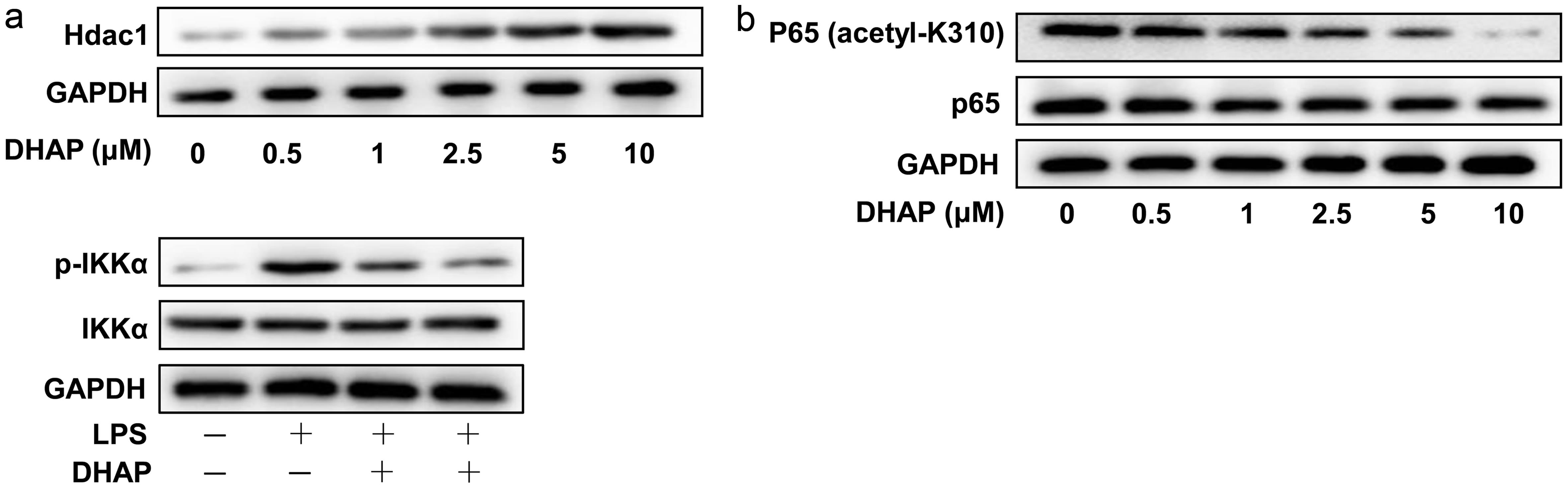 2′, 5′-Dihydroxyacetophenone Alleviates Cytokine Storm by Targeting Hdac1
