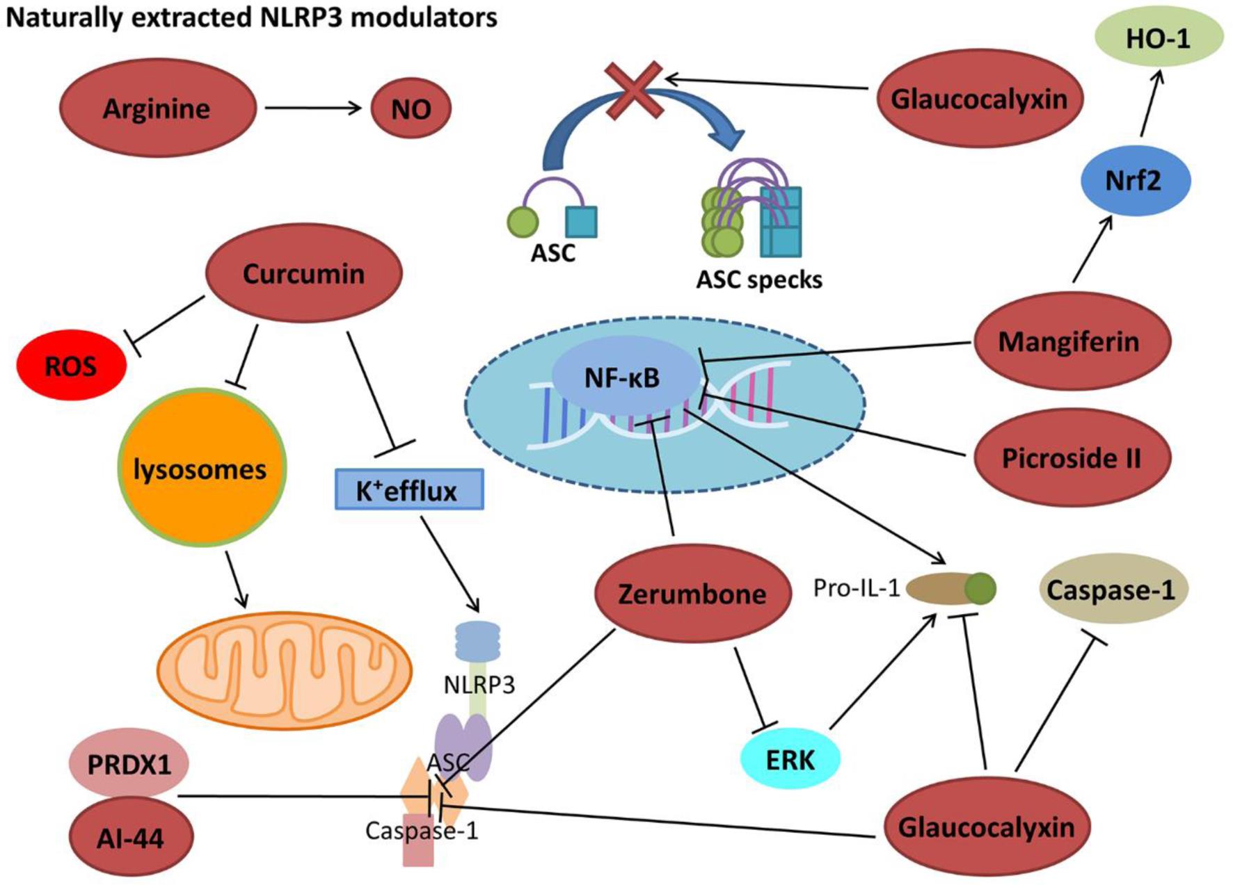 Application of NLRP3 Inflammasome-related Modulators in Sepsis