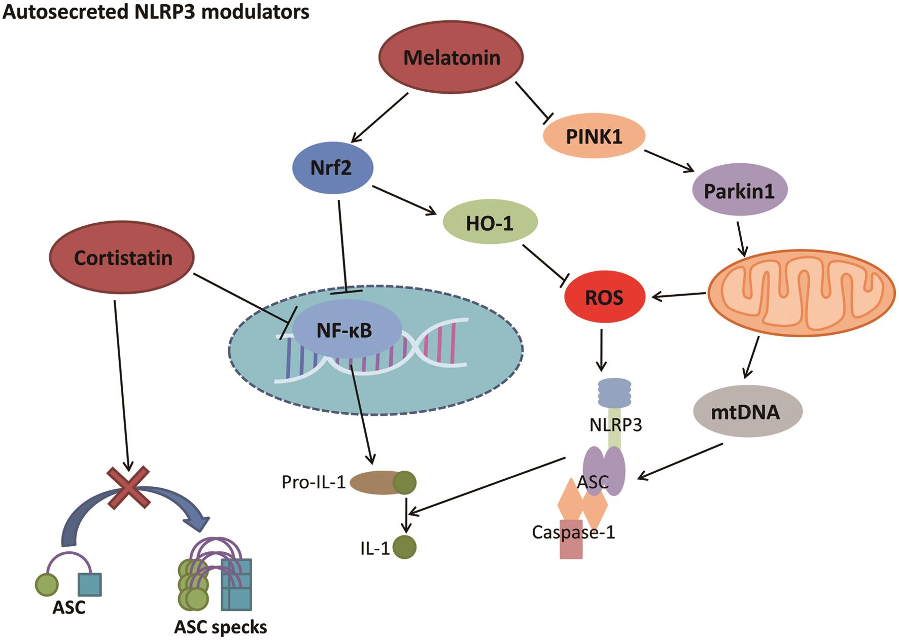 Application of NLRP3 Inflammasome-related Modulators in Sepsis
