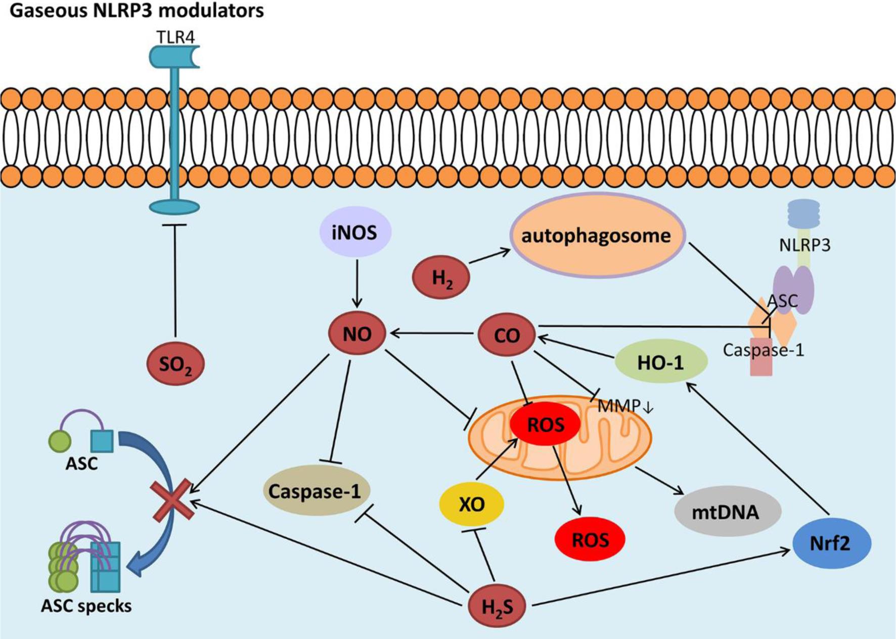 Application of NLRP3 Inflammasome-related Modulators in Sepsis