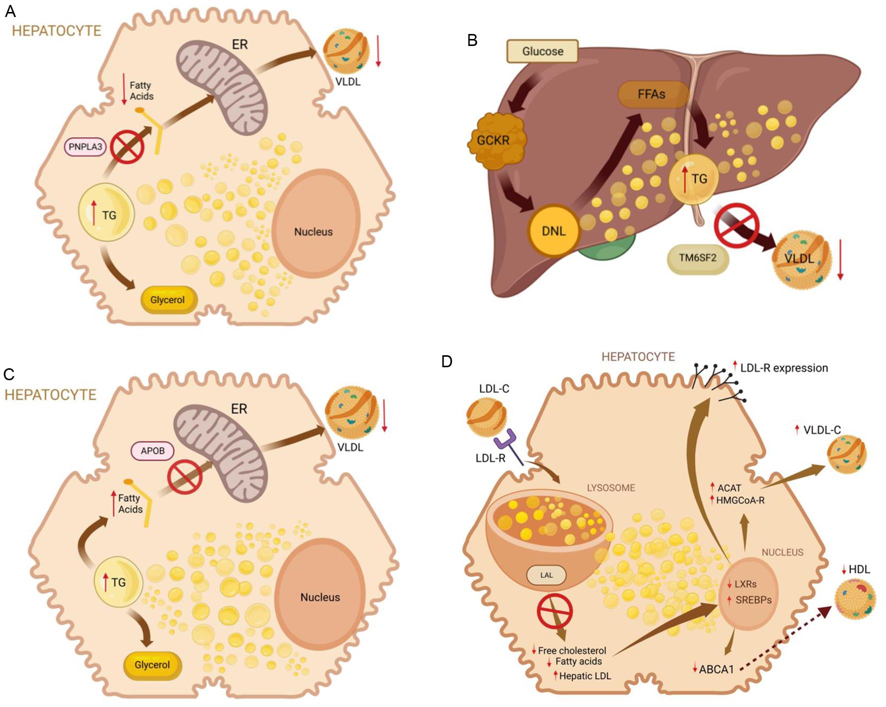 Unique Genetic Features of Lean NAFLD: A Review of Mechanisms and ...