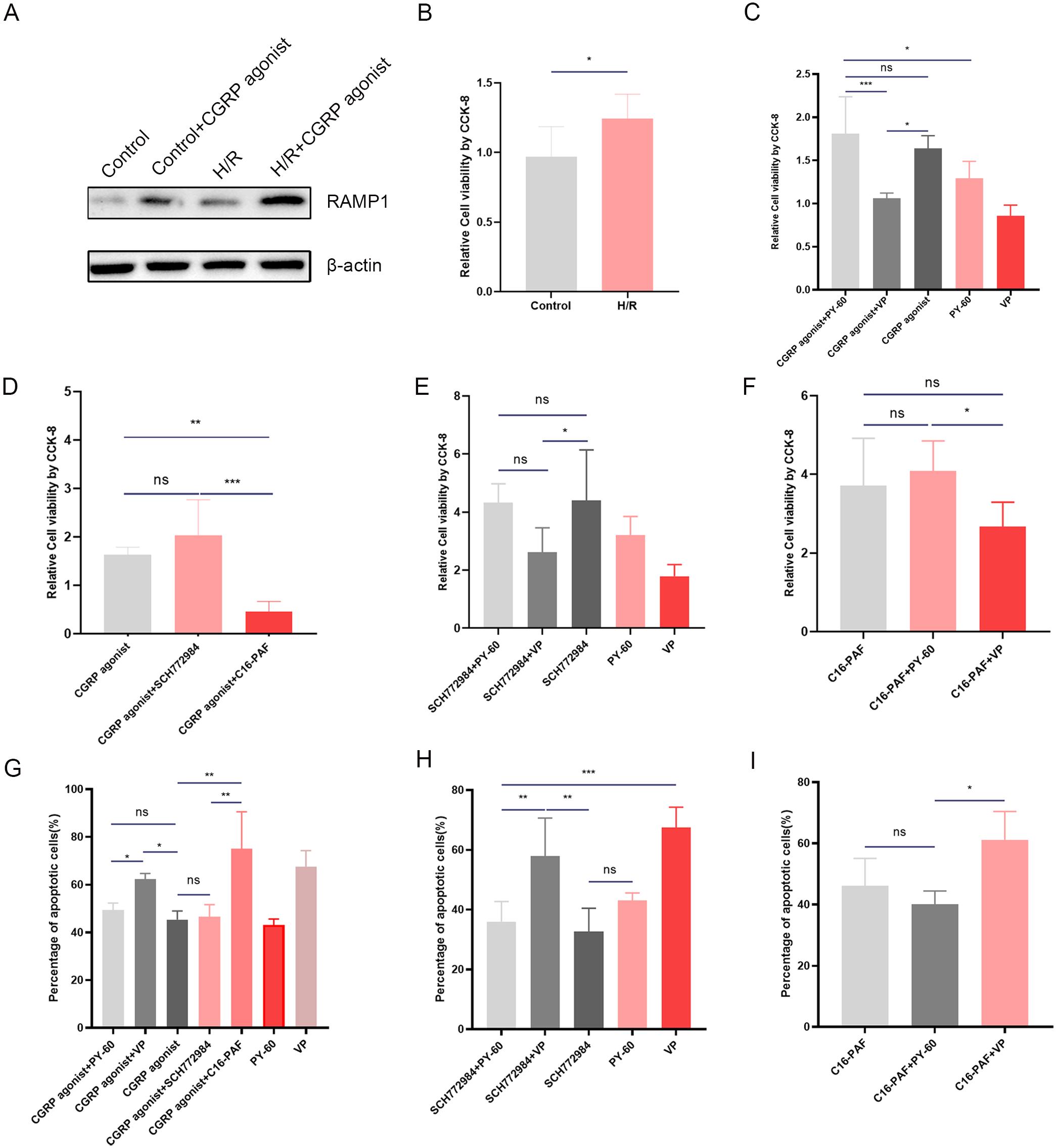 RAMP1 Protects Hepatocytes against Ischemia-reperfusion Injury by ...