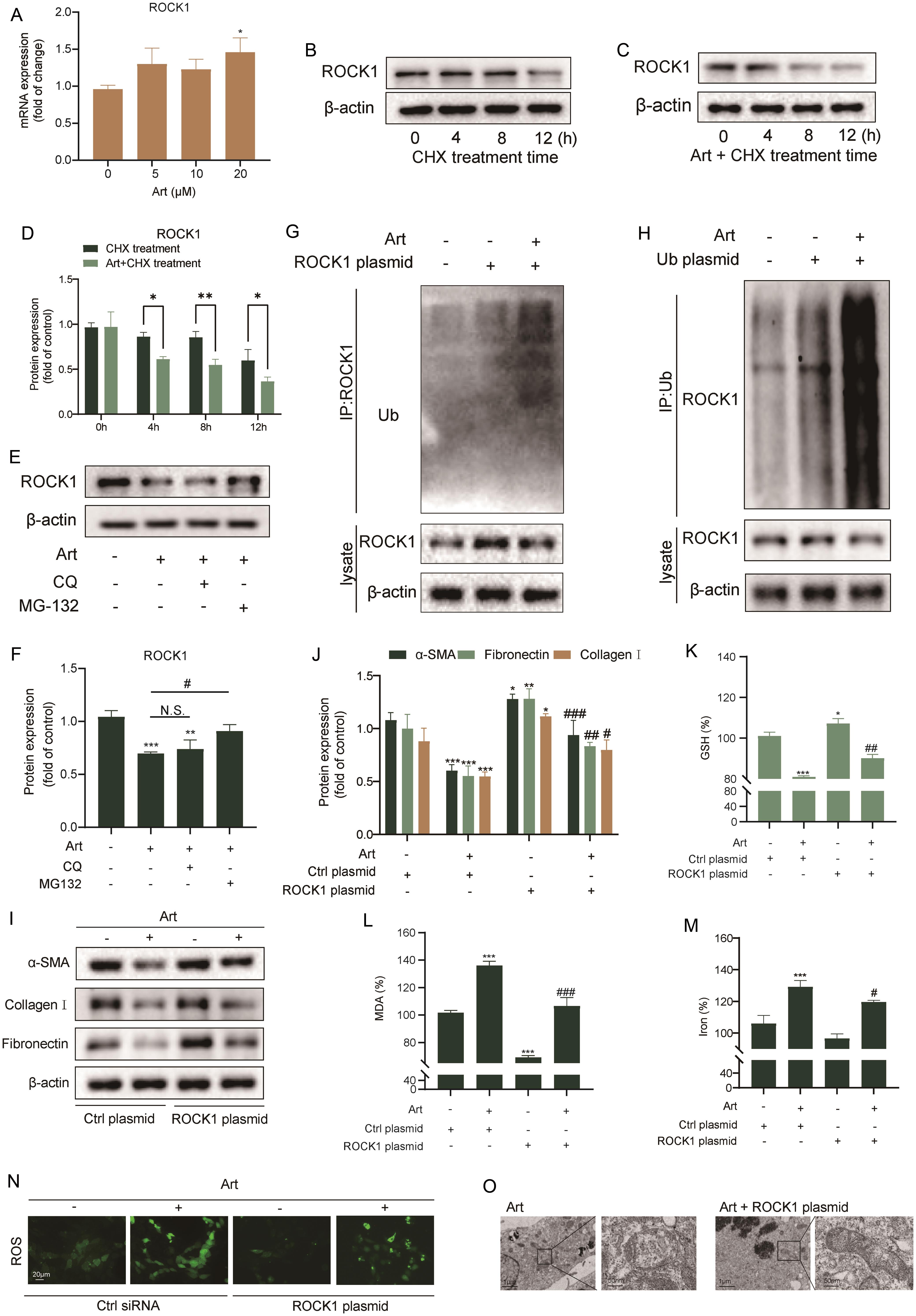 Artesunate Induces Ferroptosis in Hepatic Stellate Cells and Alleviates ...