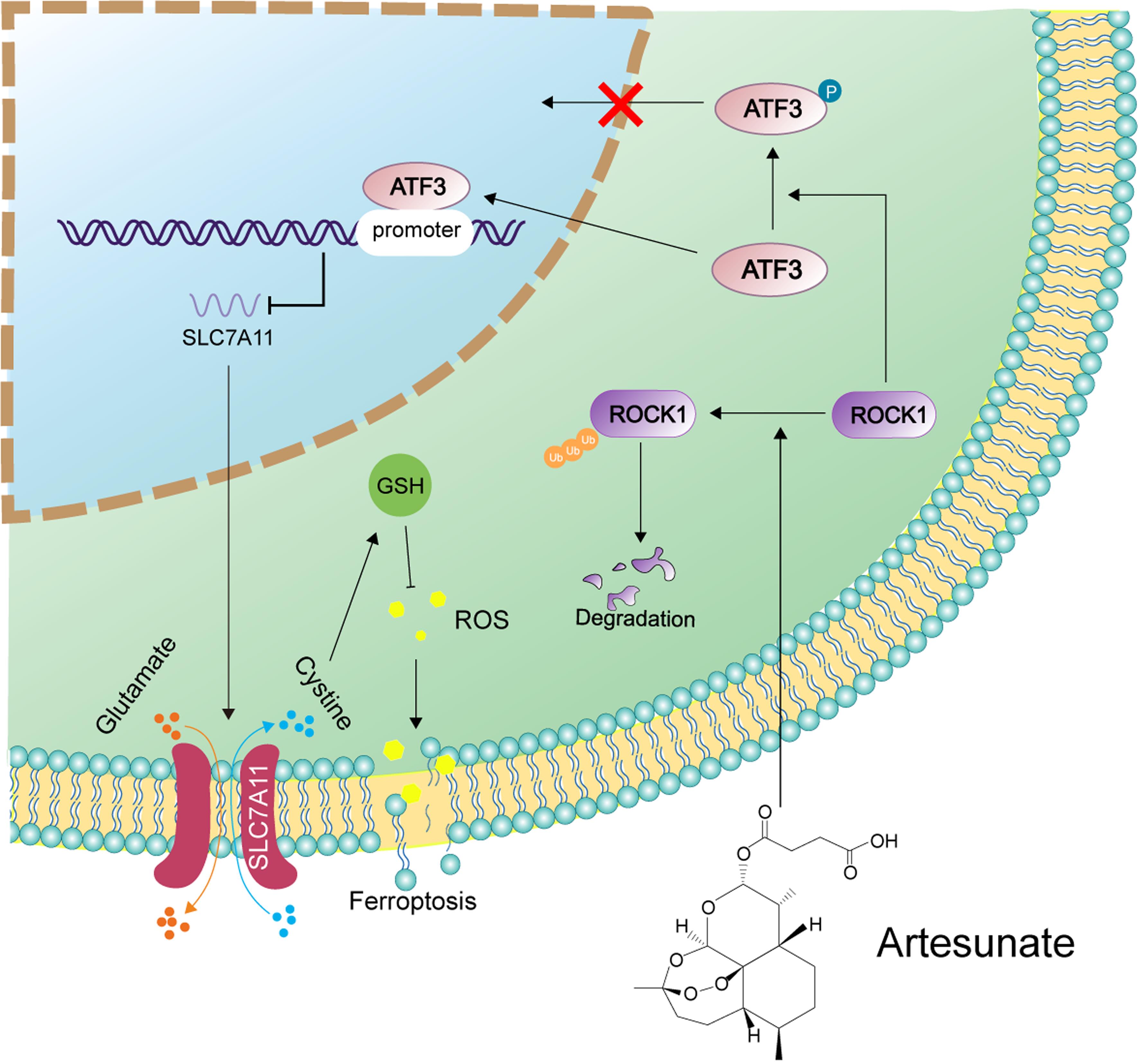 Artesunate Induces Ferroptosis in Hepatic Stellate Cells and Alleviates ...