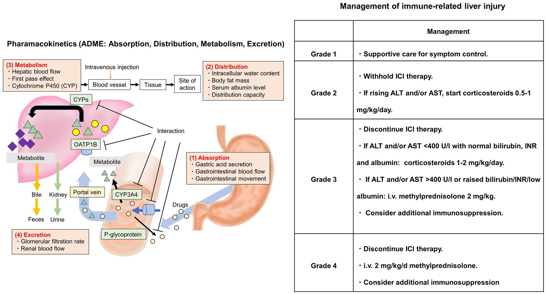 Epidemiology and Management of Drug-induced Liver Injury: Importance of ...