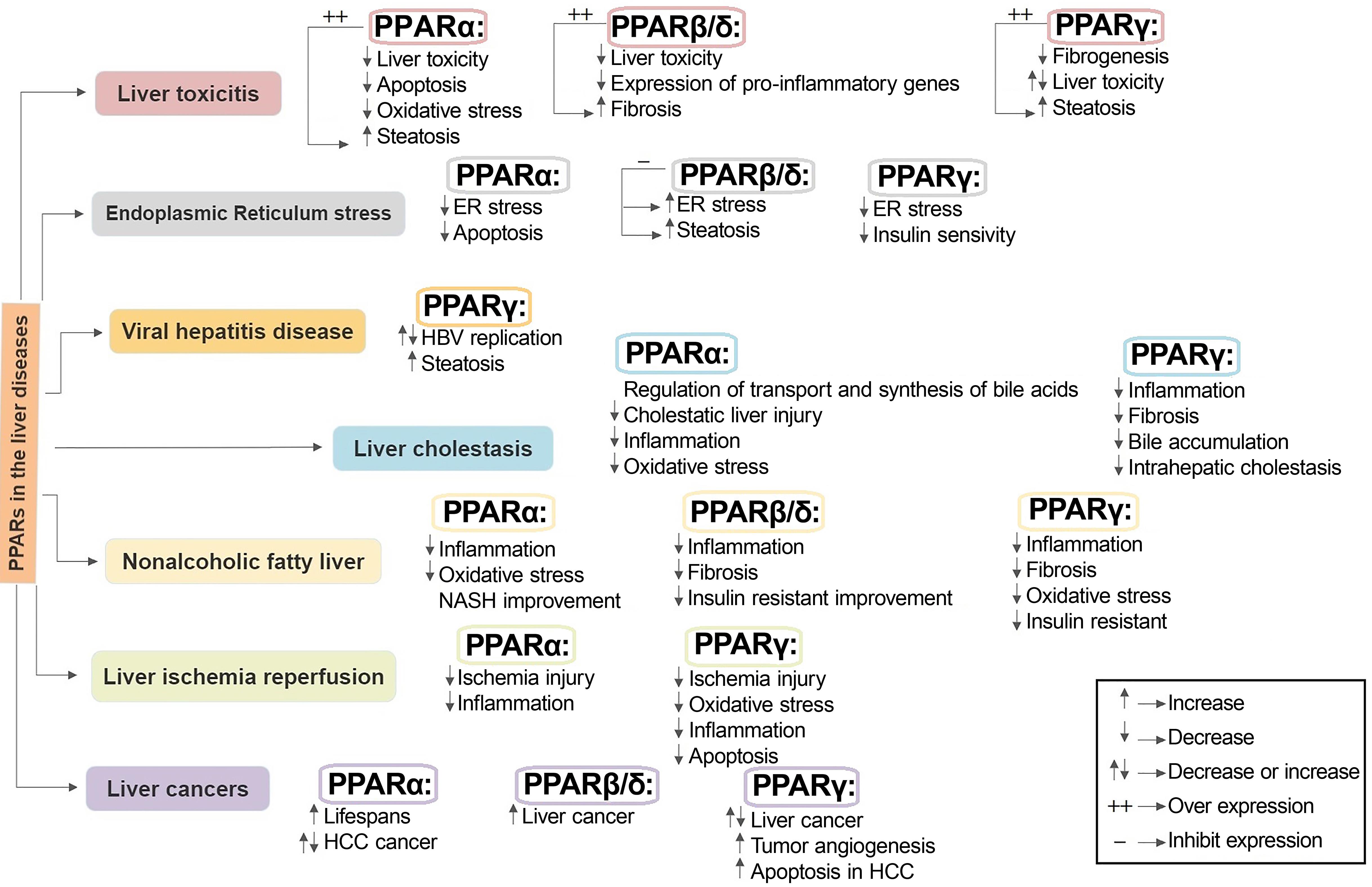An Overview of the Role of Peroxisome Proliferator-activated Receptors ...