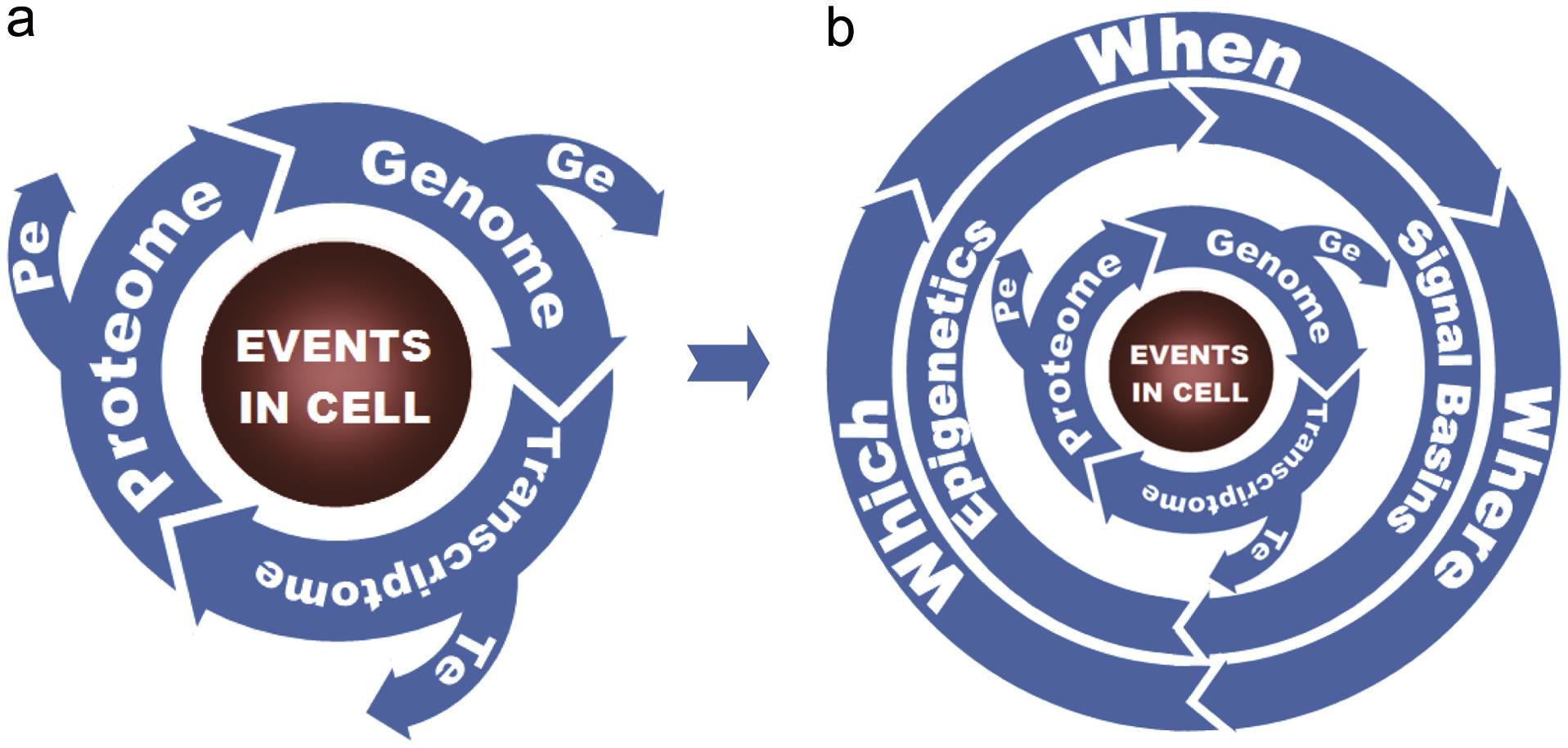 The GTP Core and Its Regulation in Spatiotemporal Cell Biology