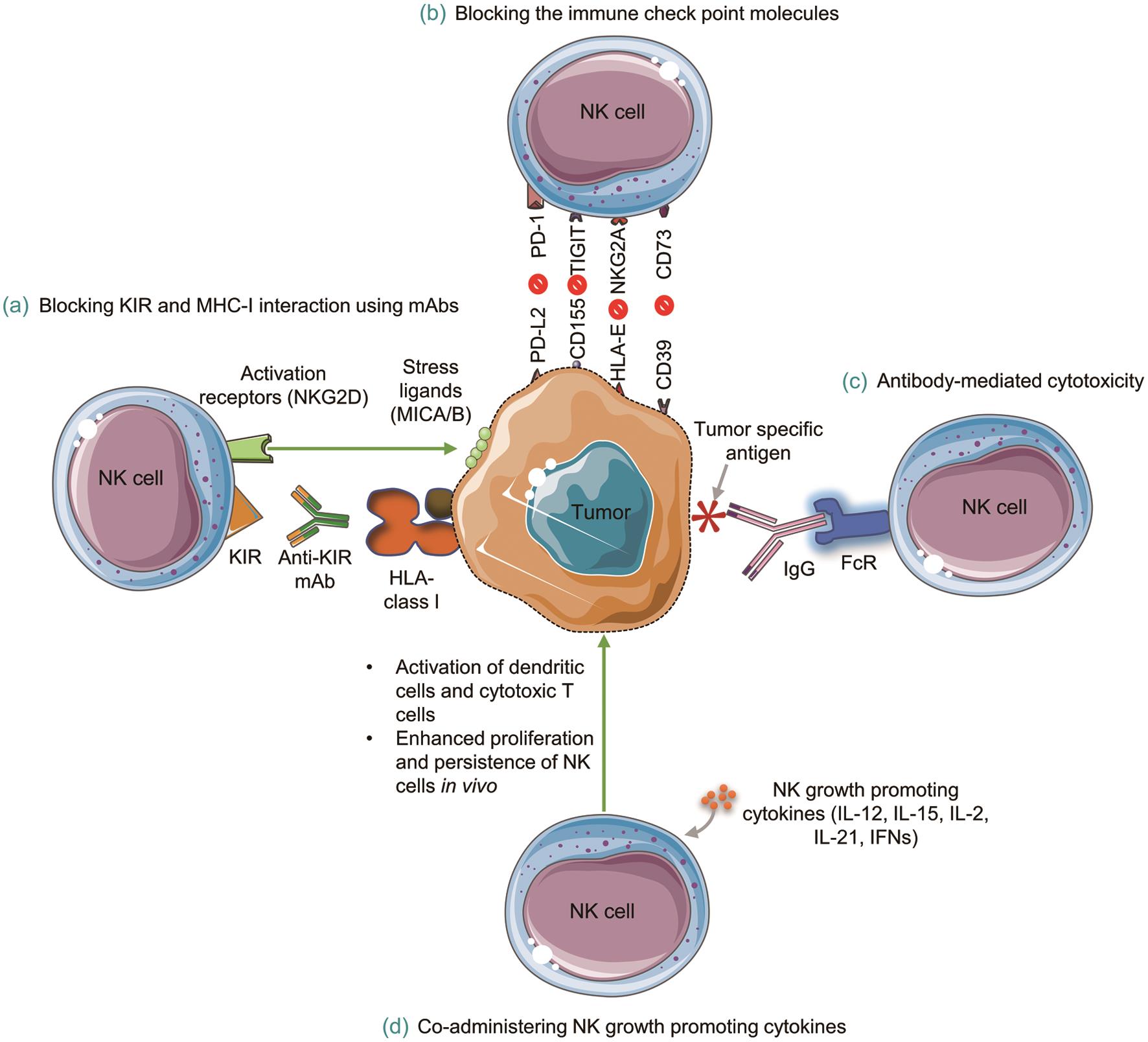 Harnessing Natural Killer Cell-Mediated Innate Immune Responses for ...