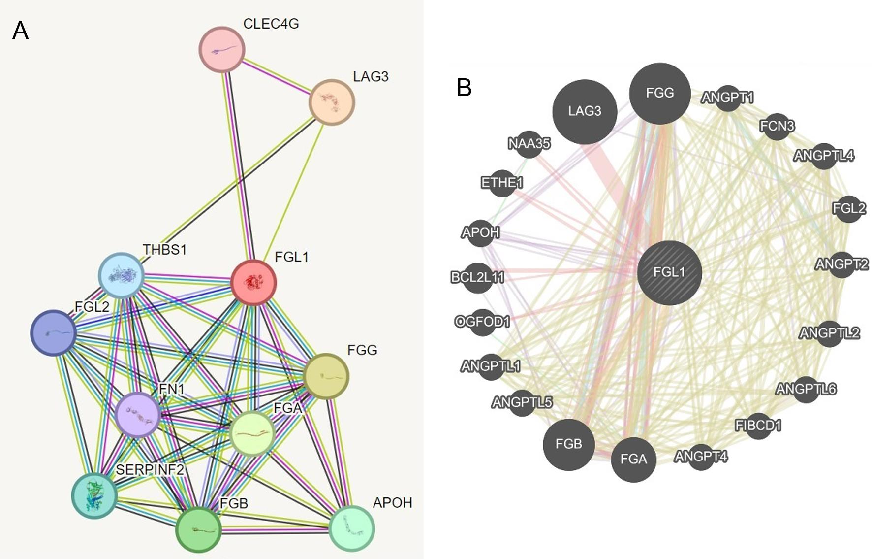 Role of Fibrinogen-like Protein 1 in Tumor Recurrence Following Hepatectomy