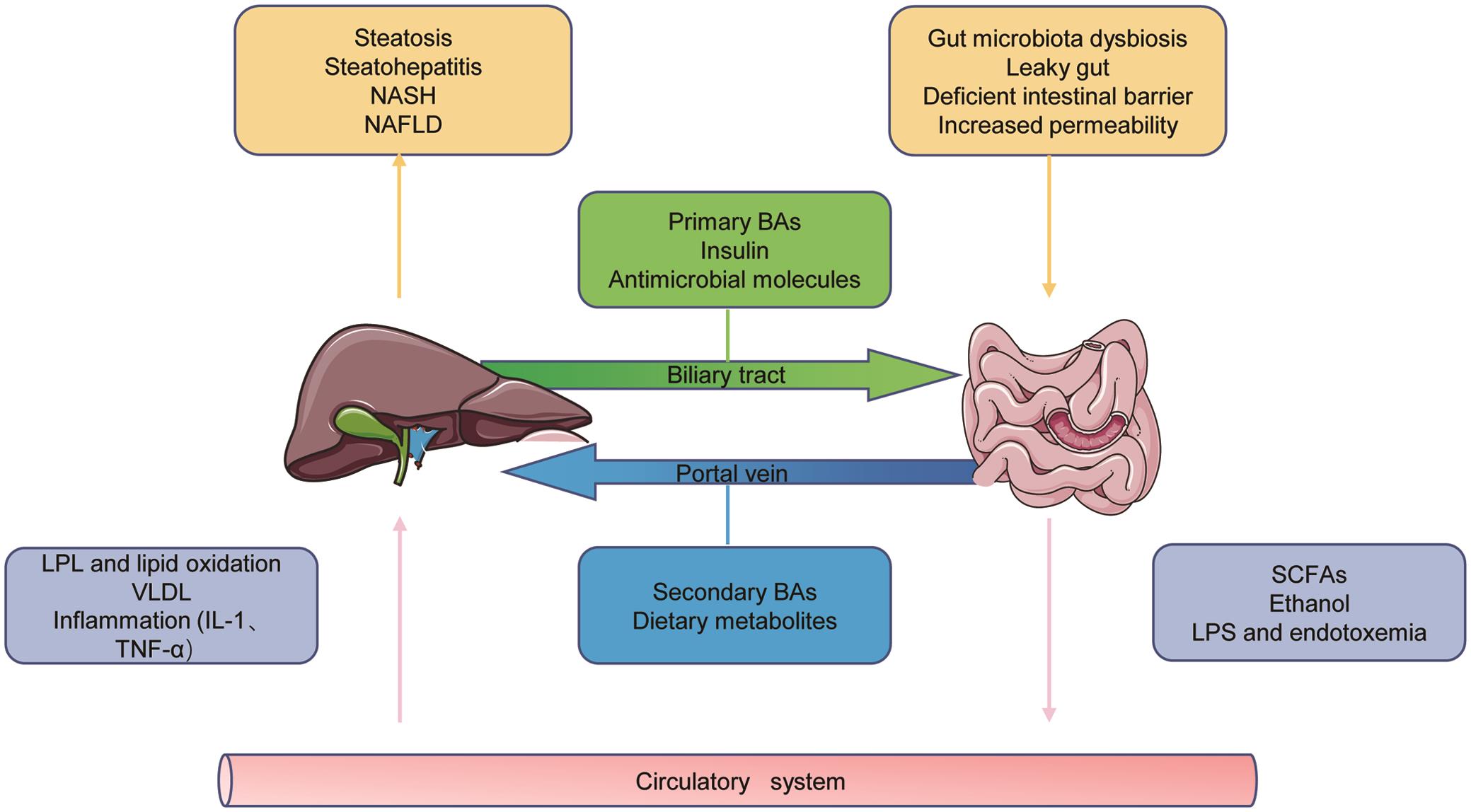 The Gut Microbiome and Ferroptosis in MAFLD