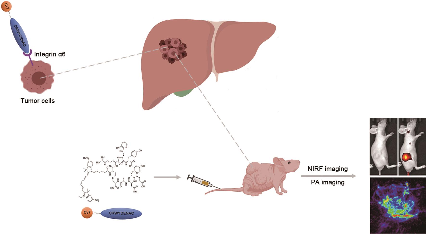Integrin α6 Targeted Near Infrared Fluorescent Imaging and ...