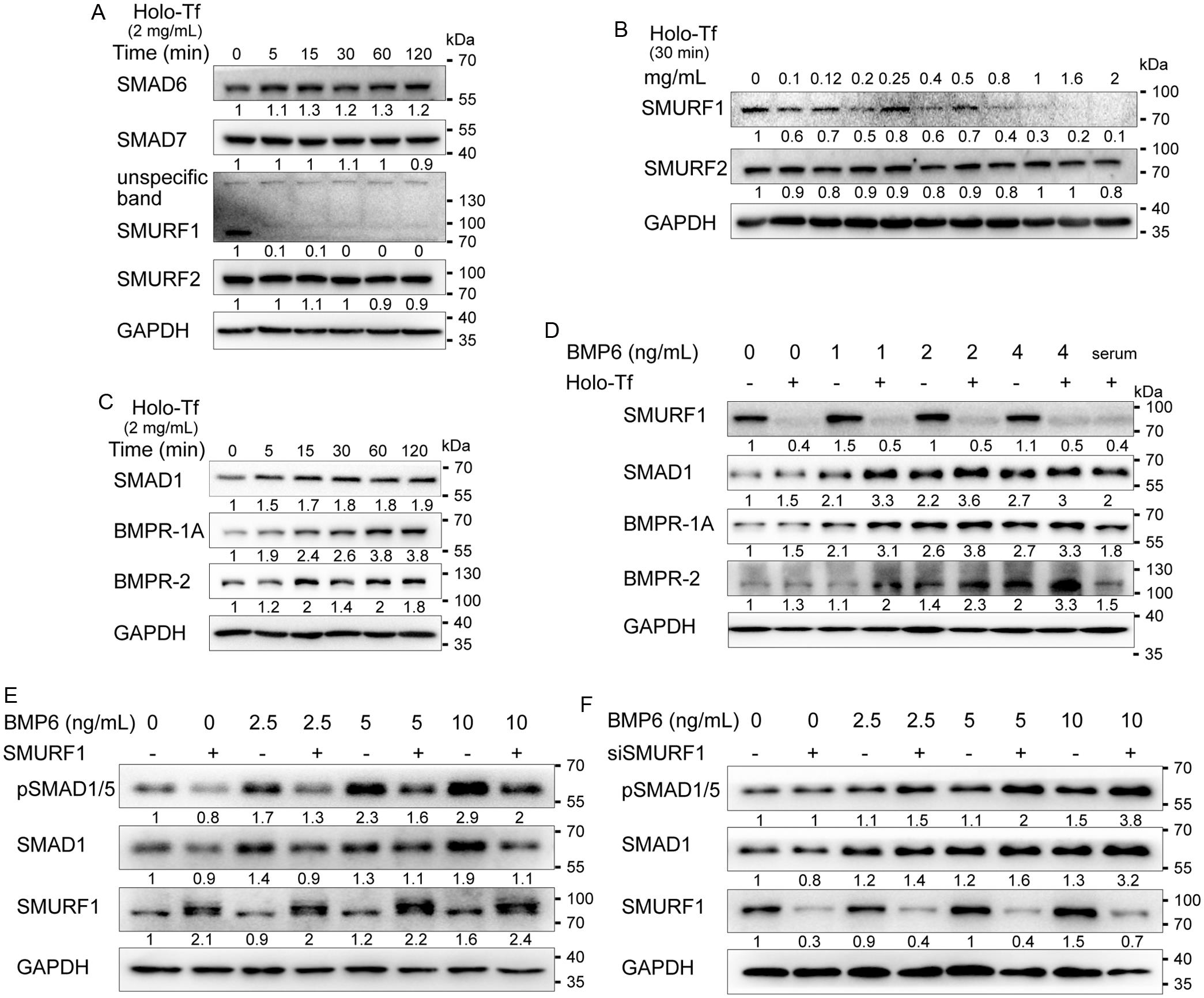 Serum Iron Overload Activates the SMAD Pathway and Hepcidin Expression ...