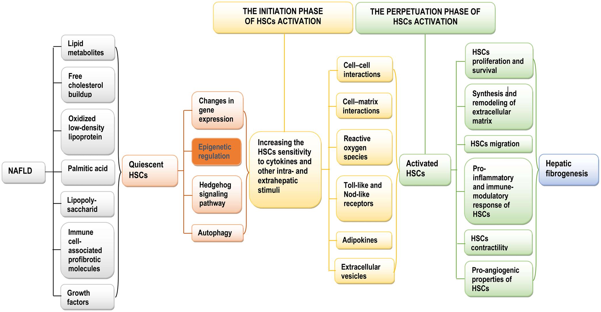 Mechanisms of Epigenetic Regulation in the Fibrogenic Activation of ...