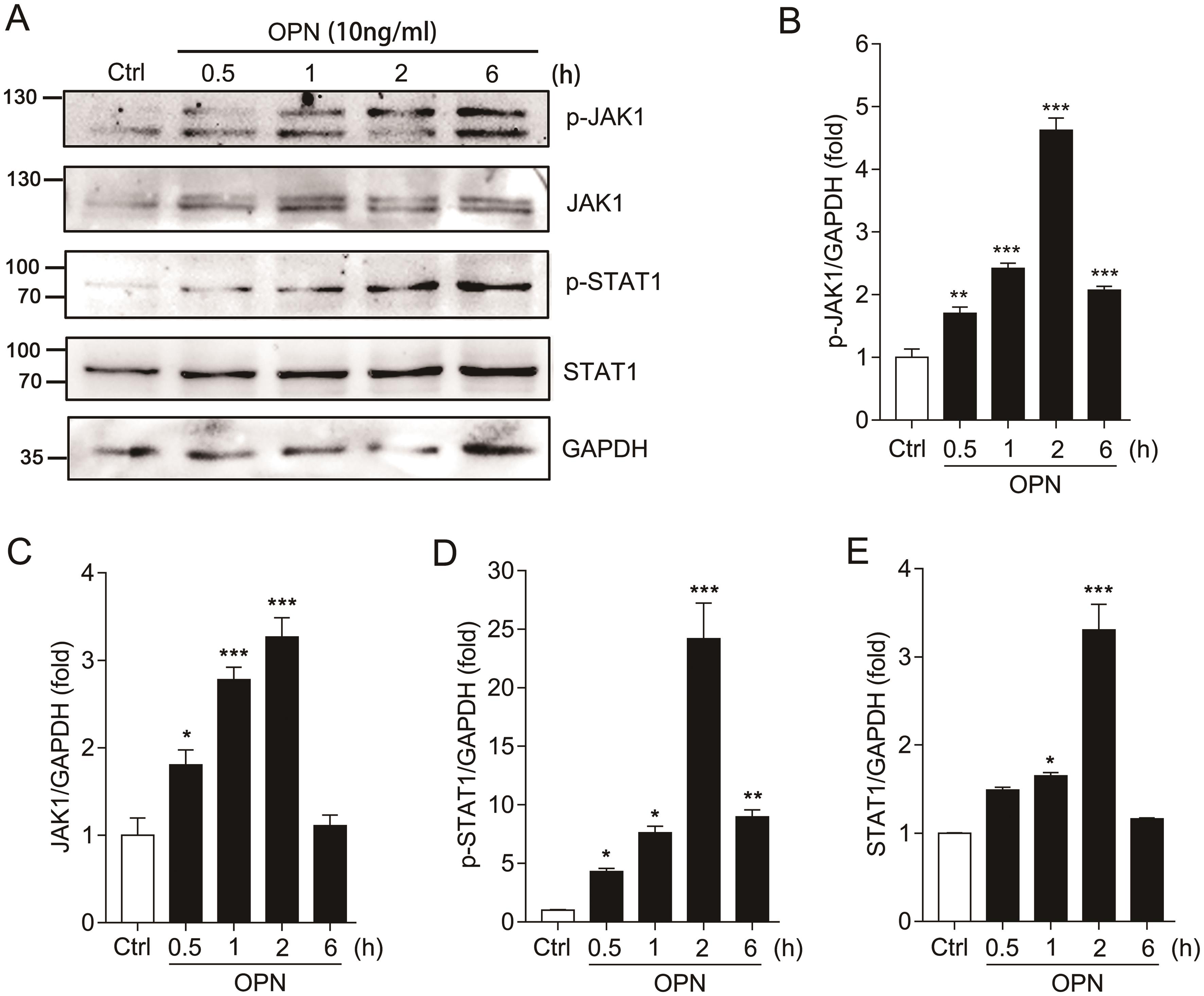 Osteopontin Promotes Macrophage M1 Polarization by Activation of the ...