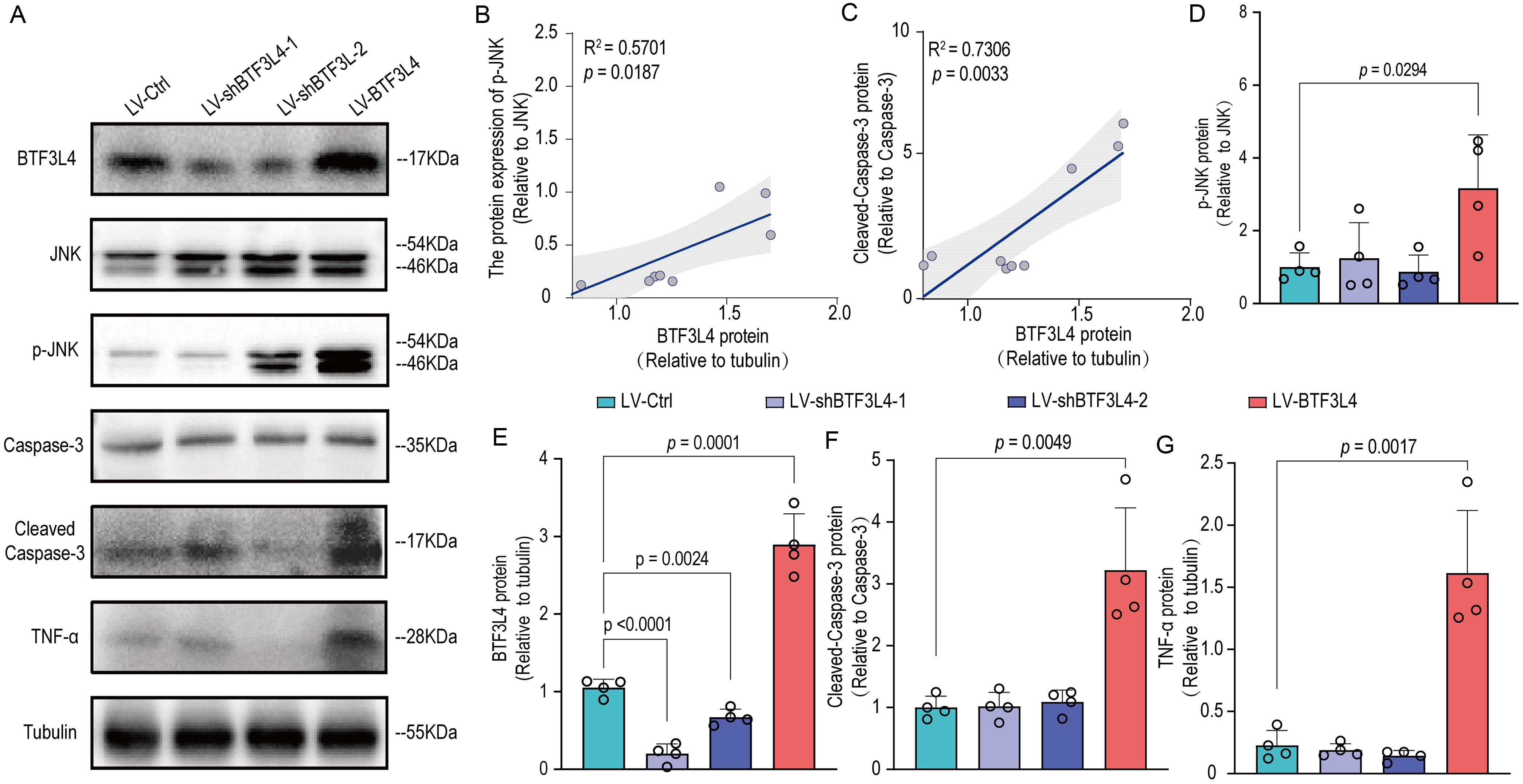 BTF3L4 Overexpression Mediates APAP-induced Liver Injury in Mouse and ...