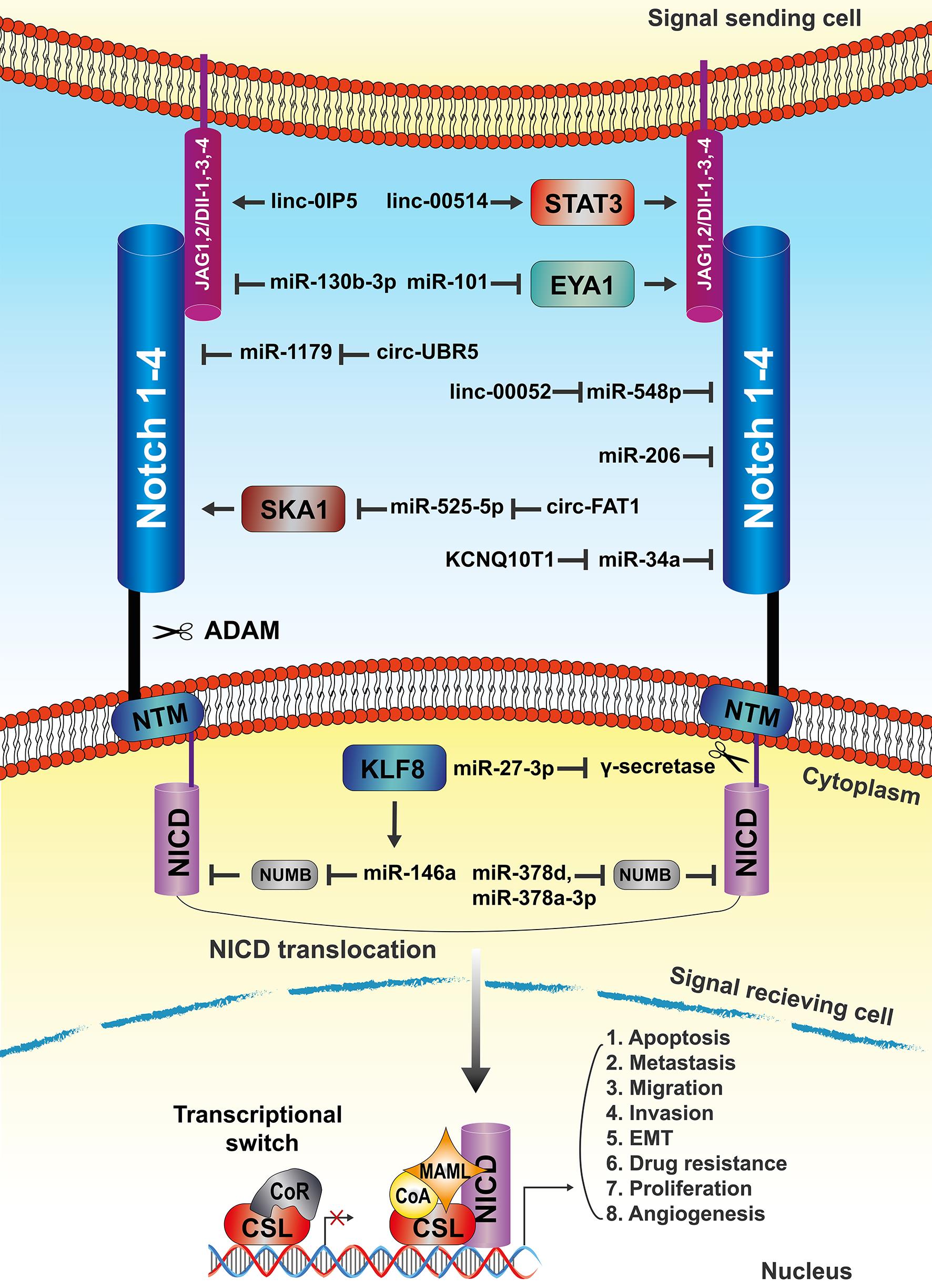 Non-coding RNAs Affect Breast Cancer Development Through the Notch ...