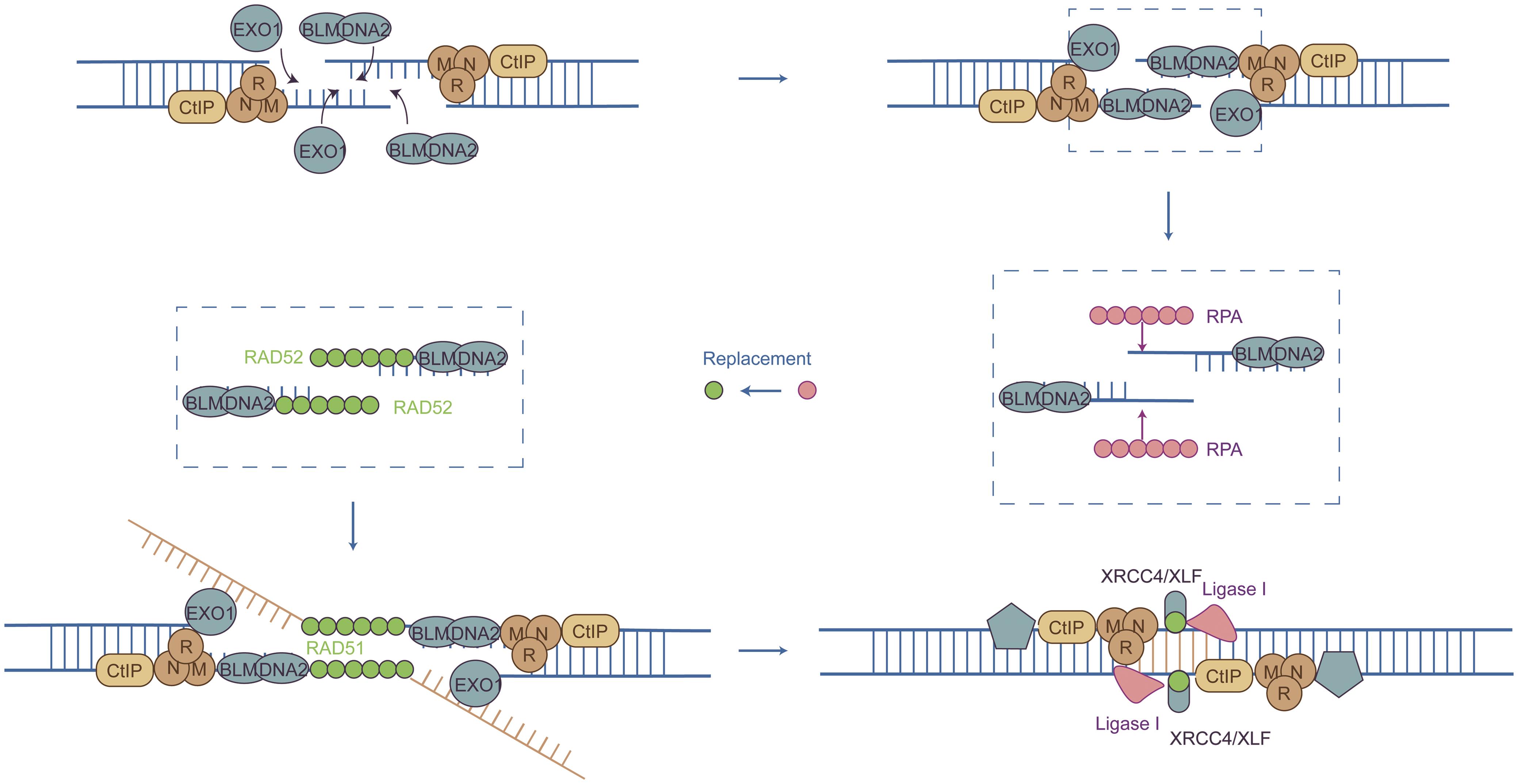 Multifaceted Influence of Histone Deacetylases on DNA Damage Repair ...