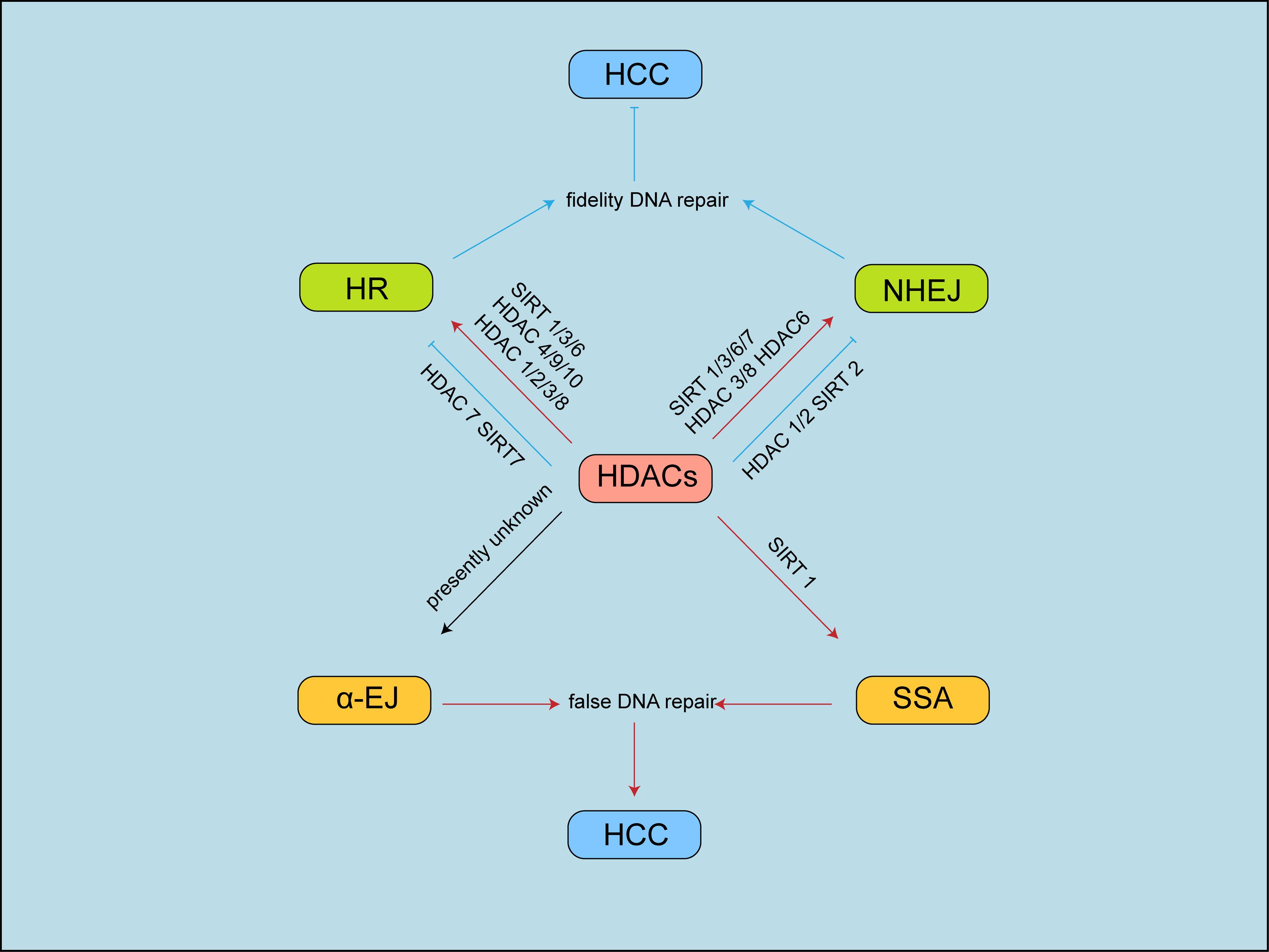 Multifaceted Influence of Histone Deacetylases on DNA Damage Repair ...