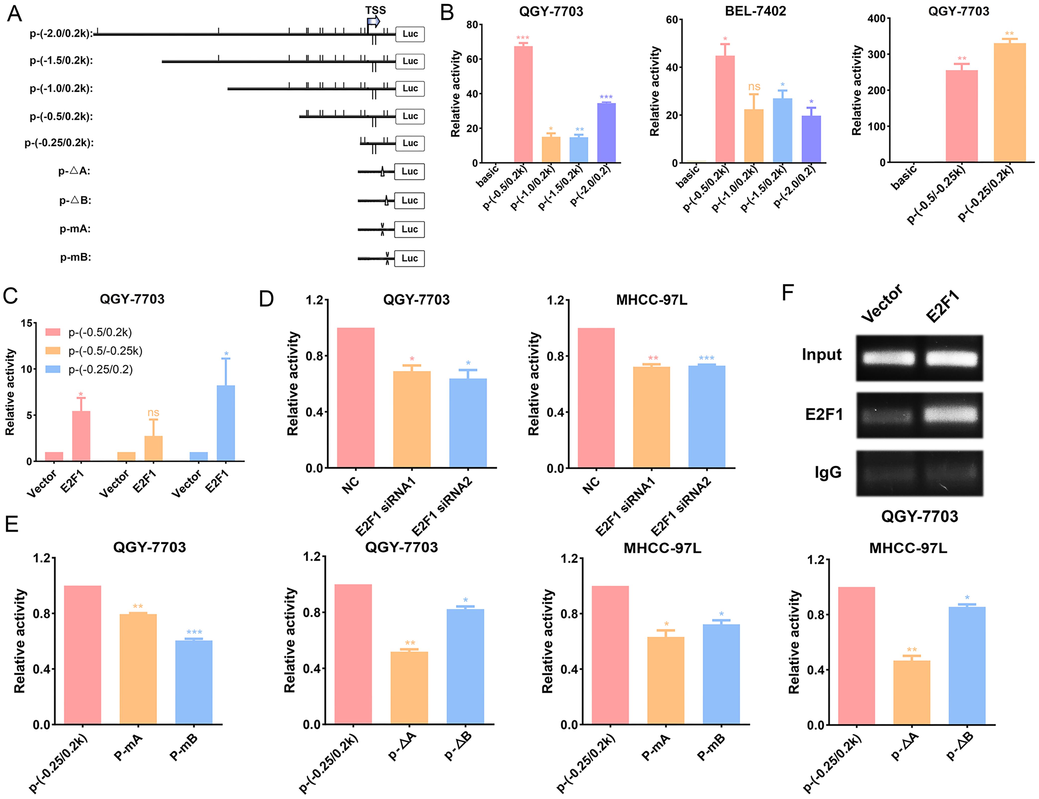E2F1-mediated Up-regulation of NCAPG Promotes Hepatocellular carcinoma ...