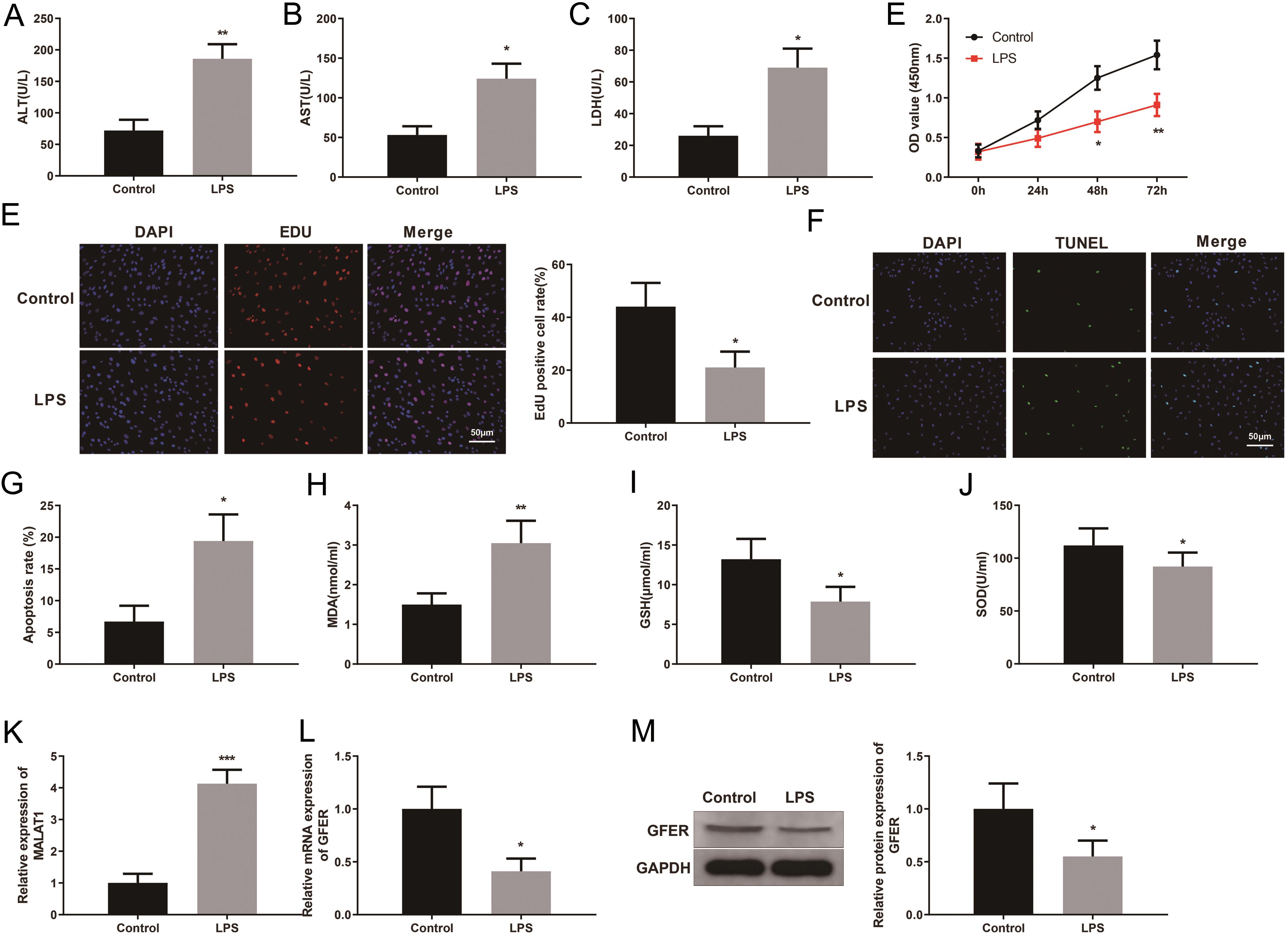 MALAT1-mediated EZH2 Recruitment to the GFER Promoter Region Curbs ...