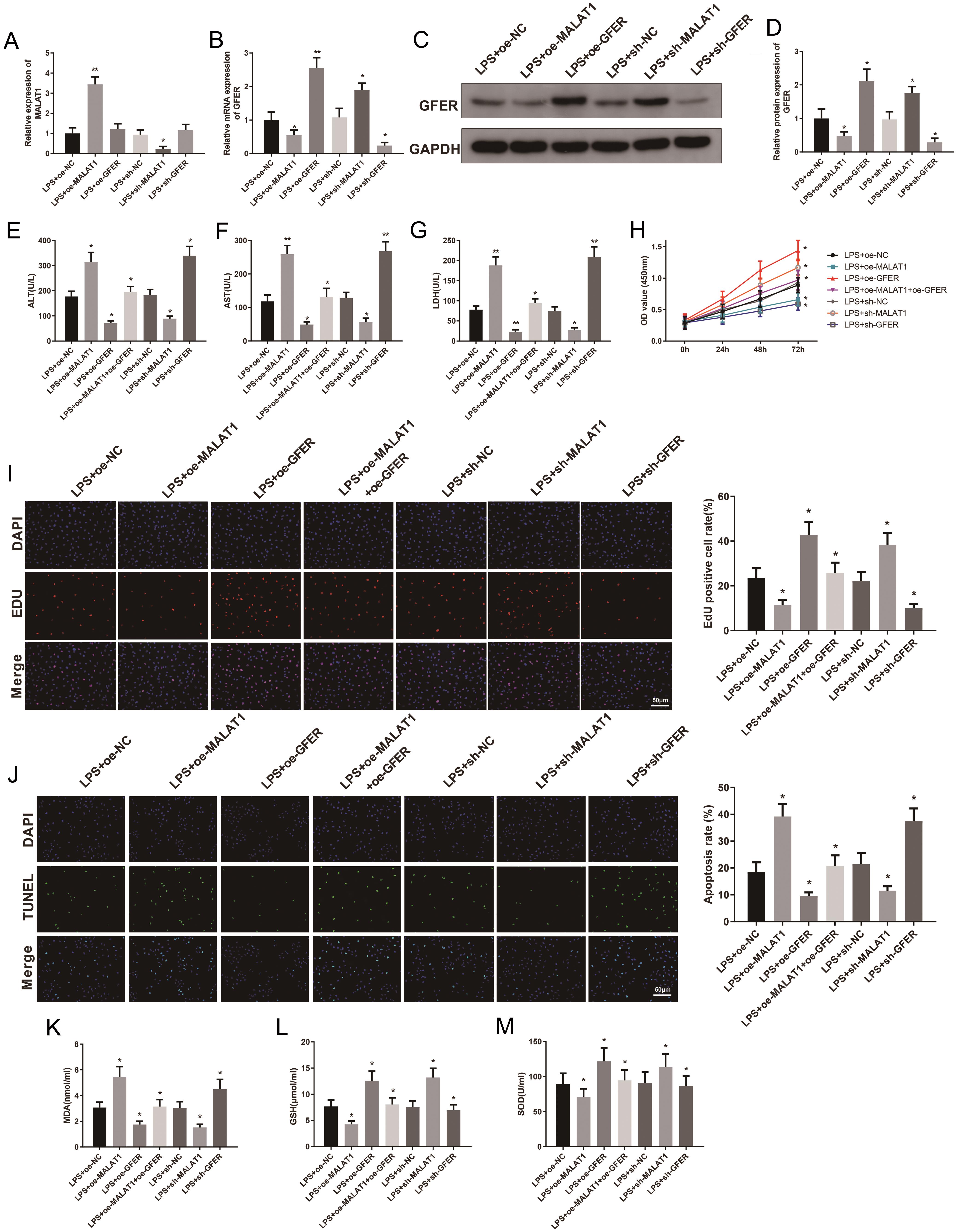 MALAT1-mediated EZH2 Recruitment to the GFER Promoter Region Curbs ...