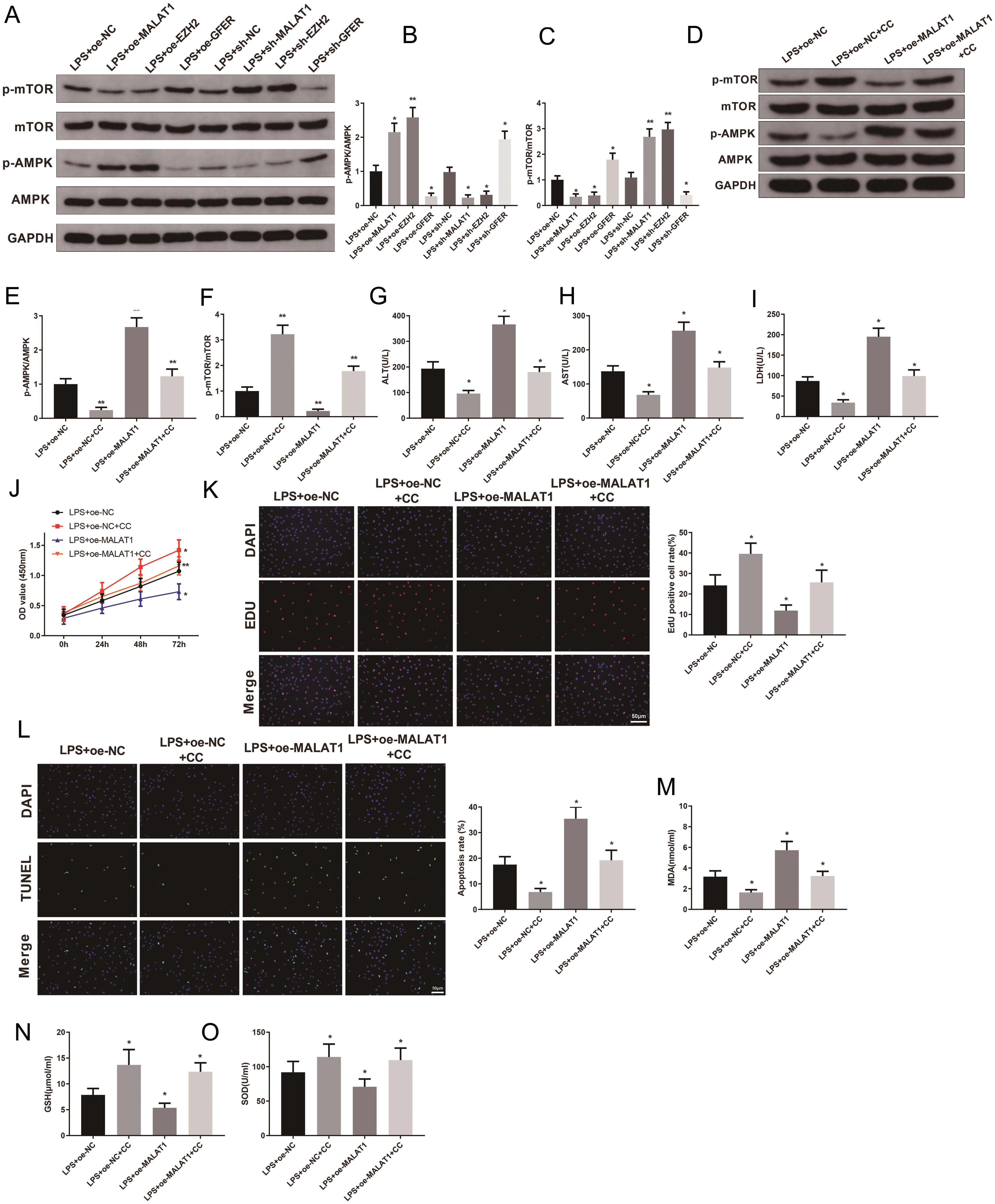 MALAT1-mediated EZH2 Recruitment to the GFER Promoter Region Curbs ...