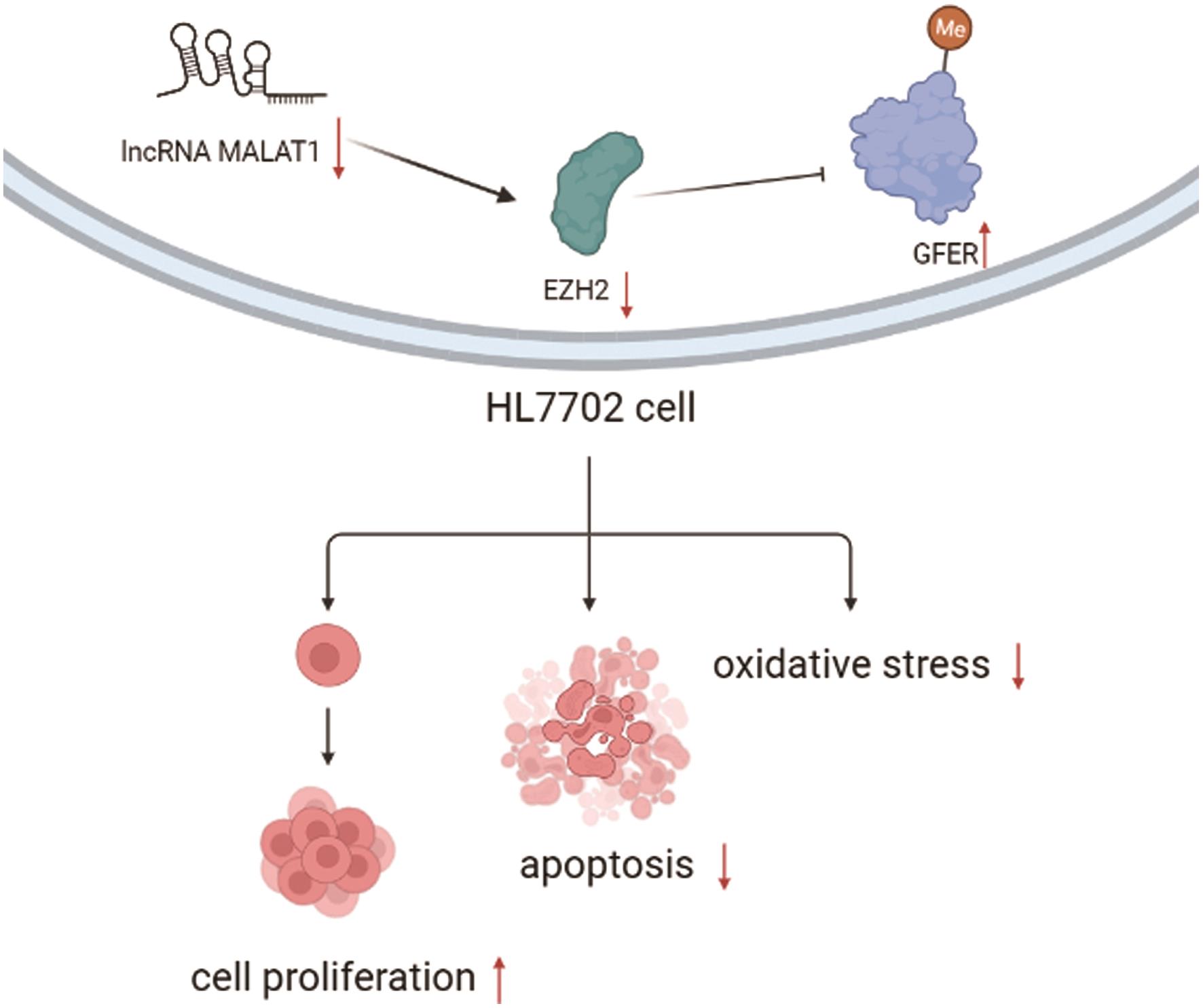 MALAT1-mediated EZH2 Recruitment to the GFER Promoter Region Curbs ...