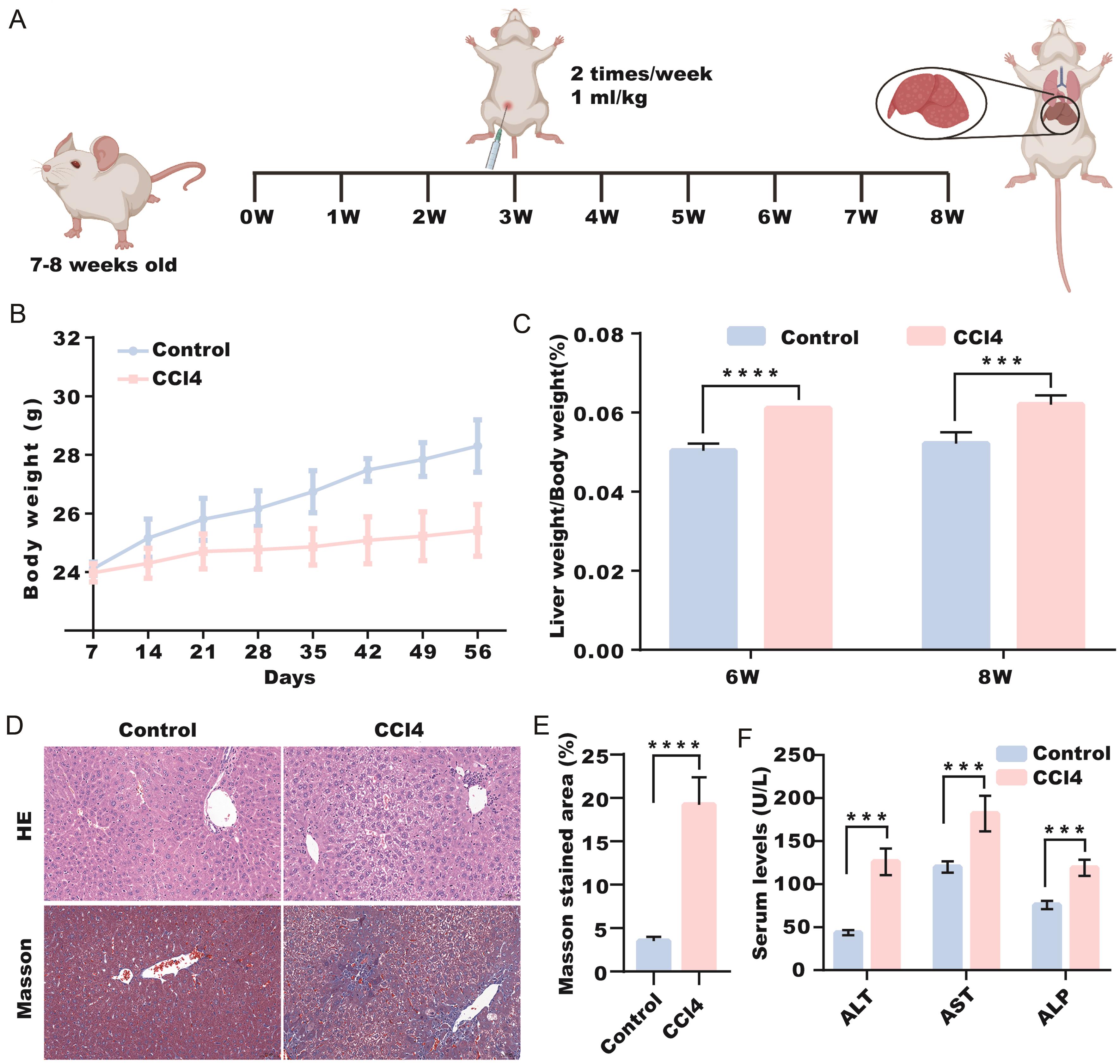 Causal Relationship Between Gut Microbiota and Liver Cirrhosis: 16S ...